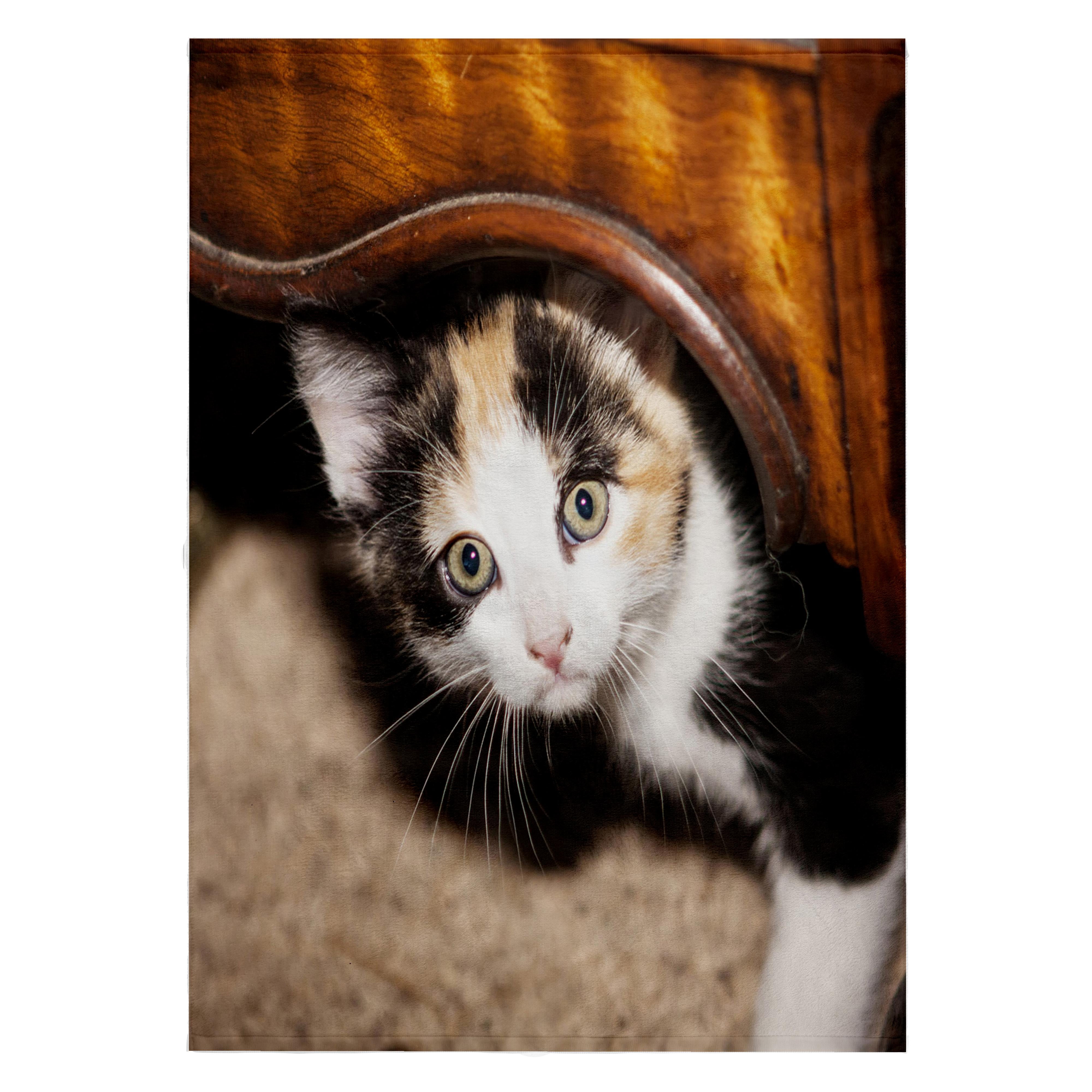 3dRose, Domestic Calico cat peeking out - NA02 PWO0010 - PiperAnne ...