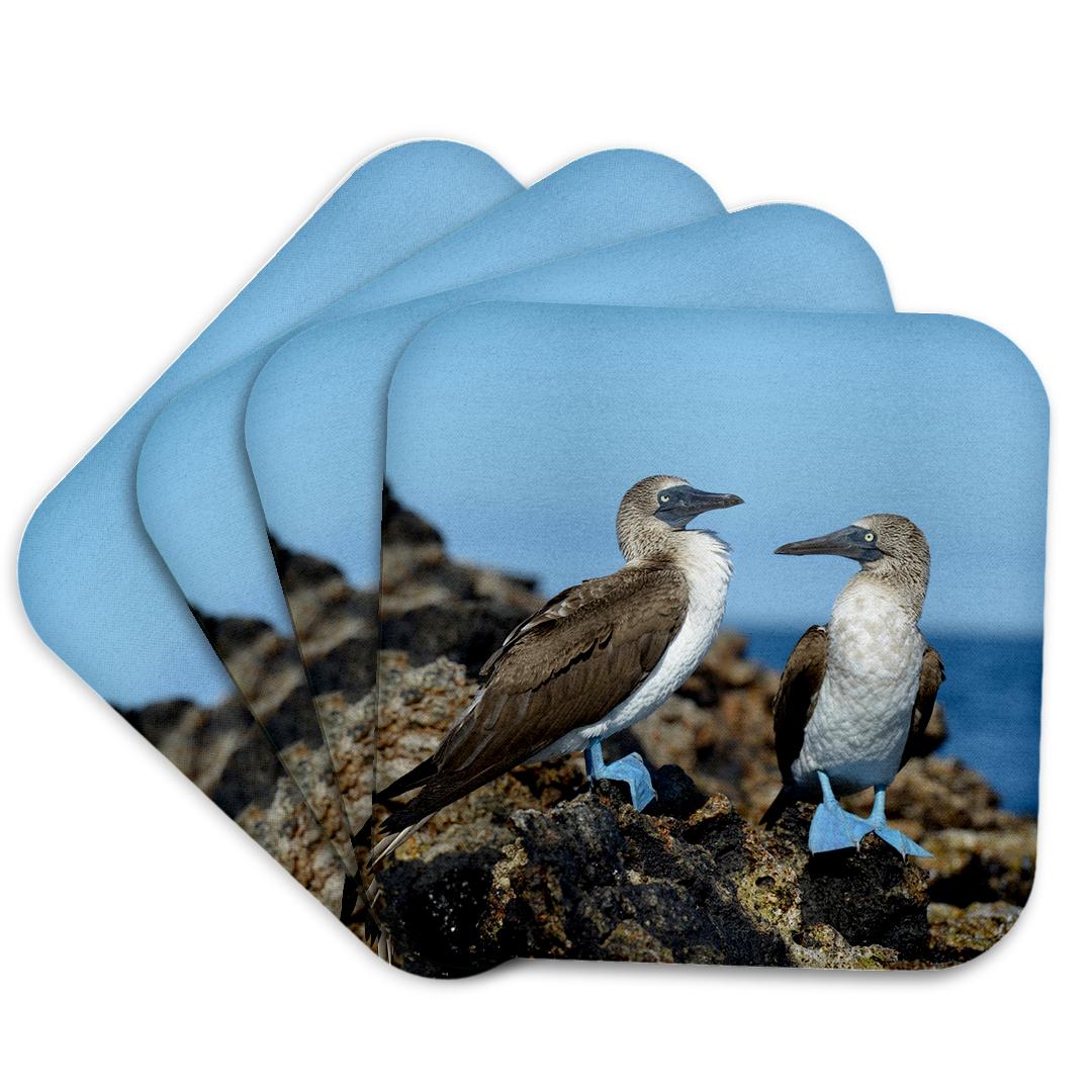 3dRose, Ecuador, Galapagos Islands, Isabela Island. Blue-footed Booby ...