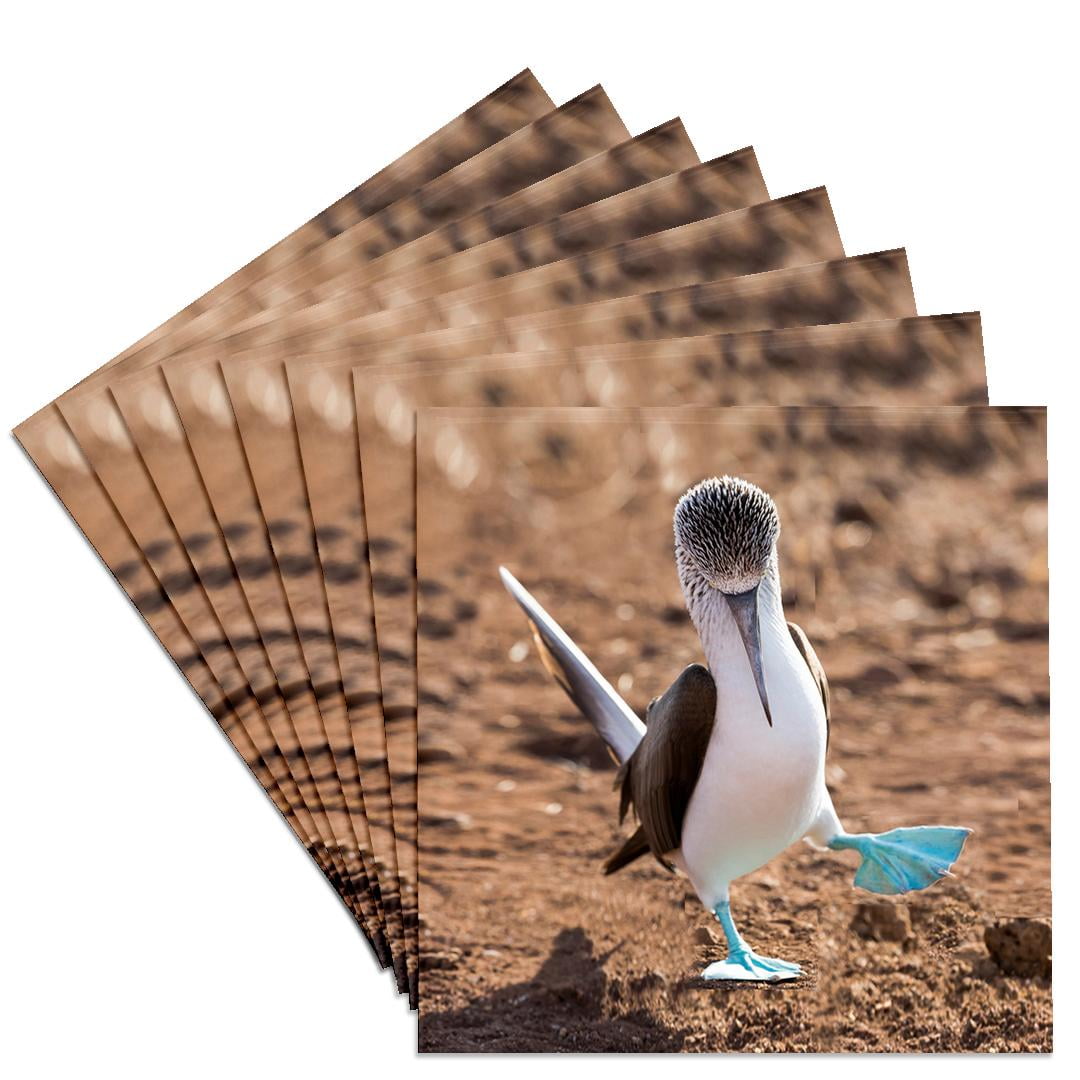 3dRose, Ecuador, Galapagos, North Seymour Island. Blue-footed booby ...