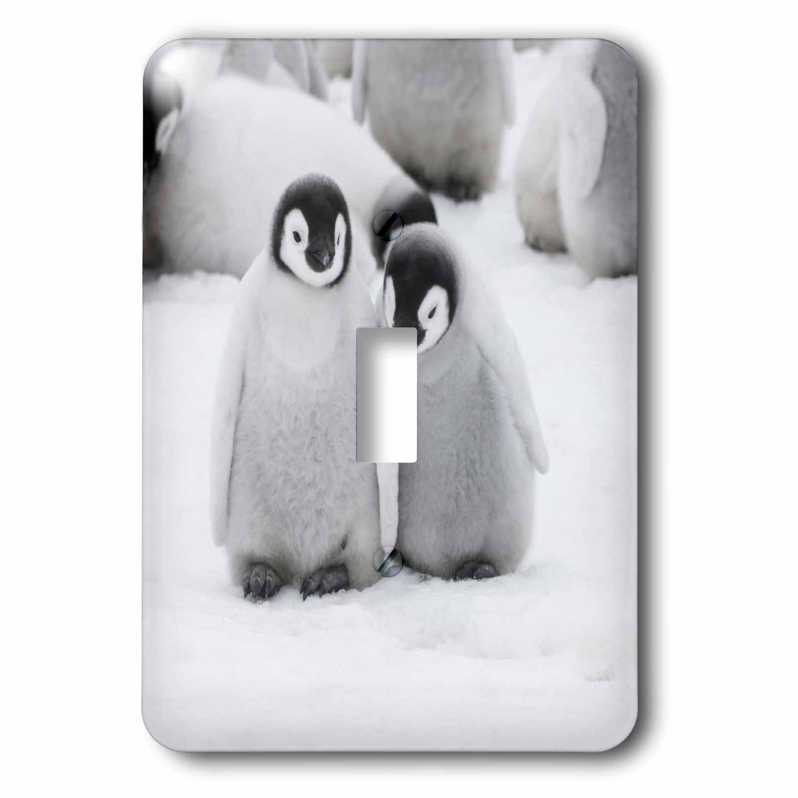 3dRose, Emperor Penguins on ice, Snow Hill Island, Antarctica-AN02 ...