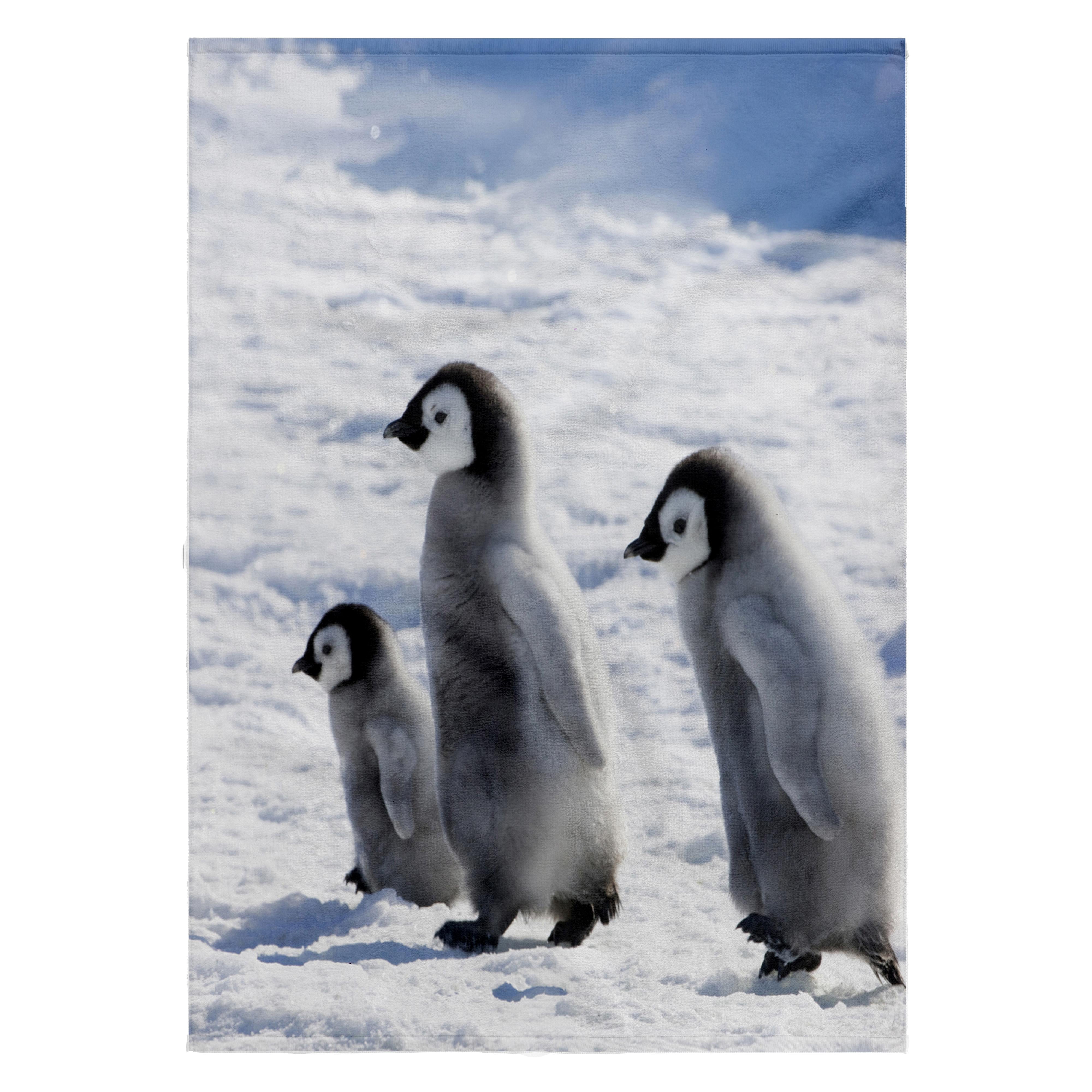 3dRose, Emperor Penguins on ice, Snow Hill Island, Antarctica-AN02 ...