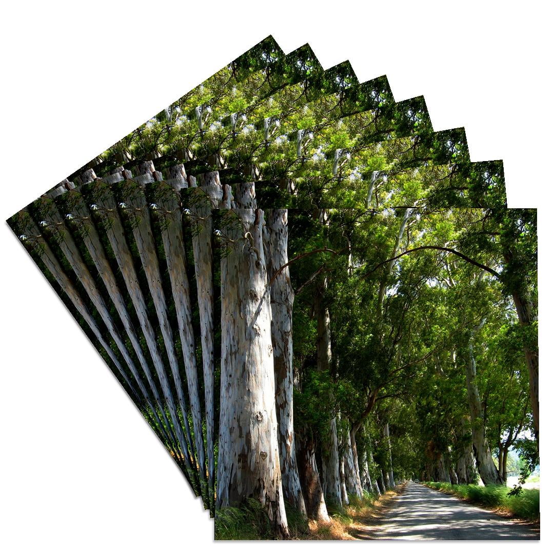 3dRose, Eucalyptus Tree Canopy Tunnel Akcapinar Gokova Turkiye, Set of ...