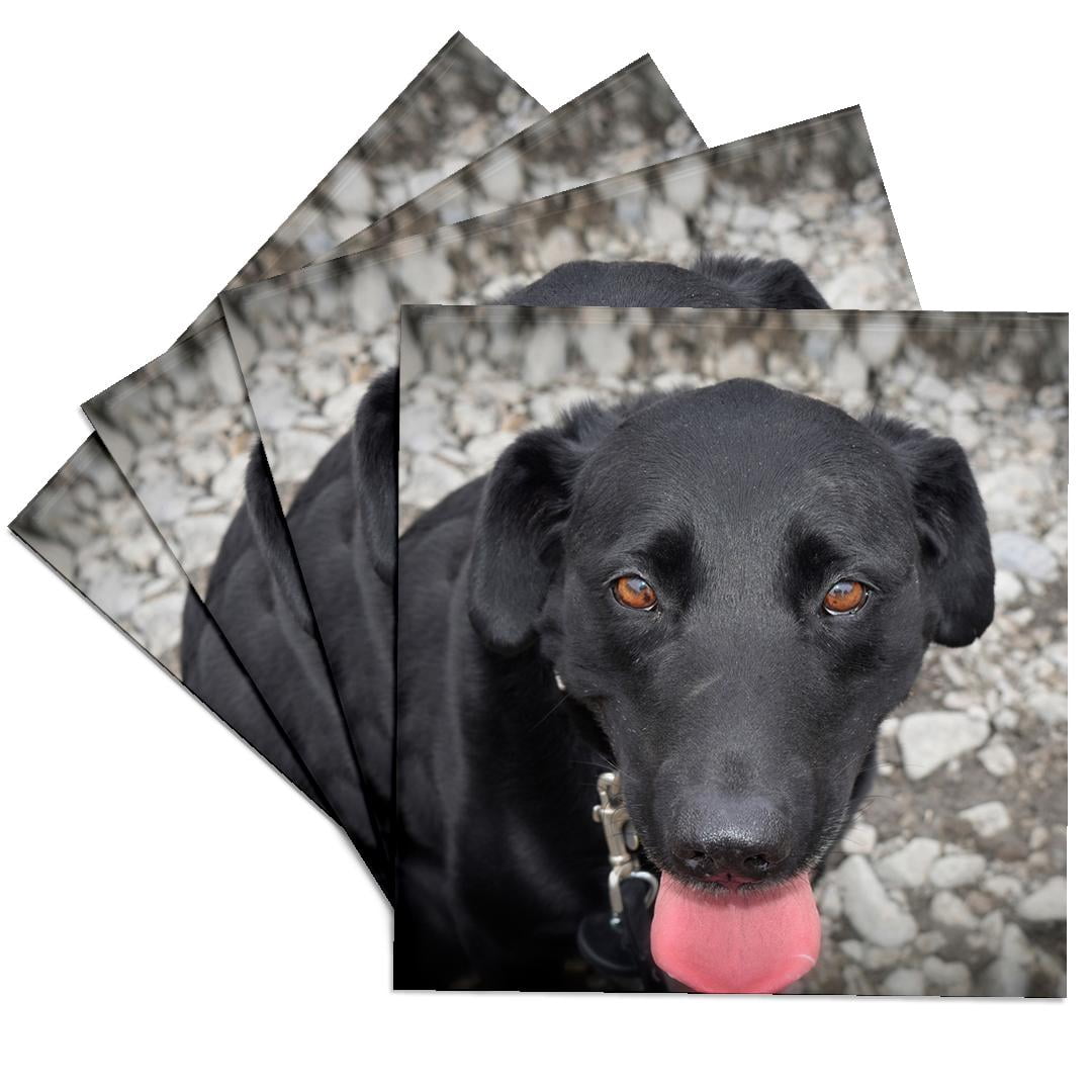 3dRose, Face of a happy Black Lab, Set of 4 Ceramic Tile Coasters ...
