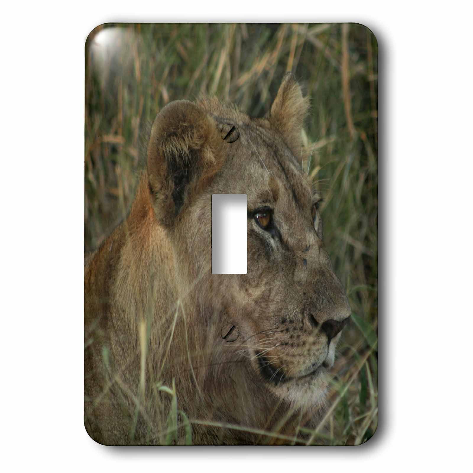 3dRose, Female lion in the grass, single toggle switch - Walmart.com