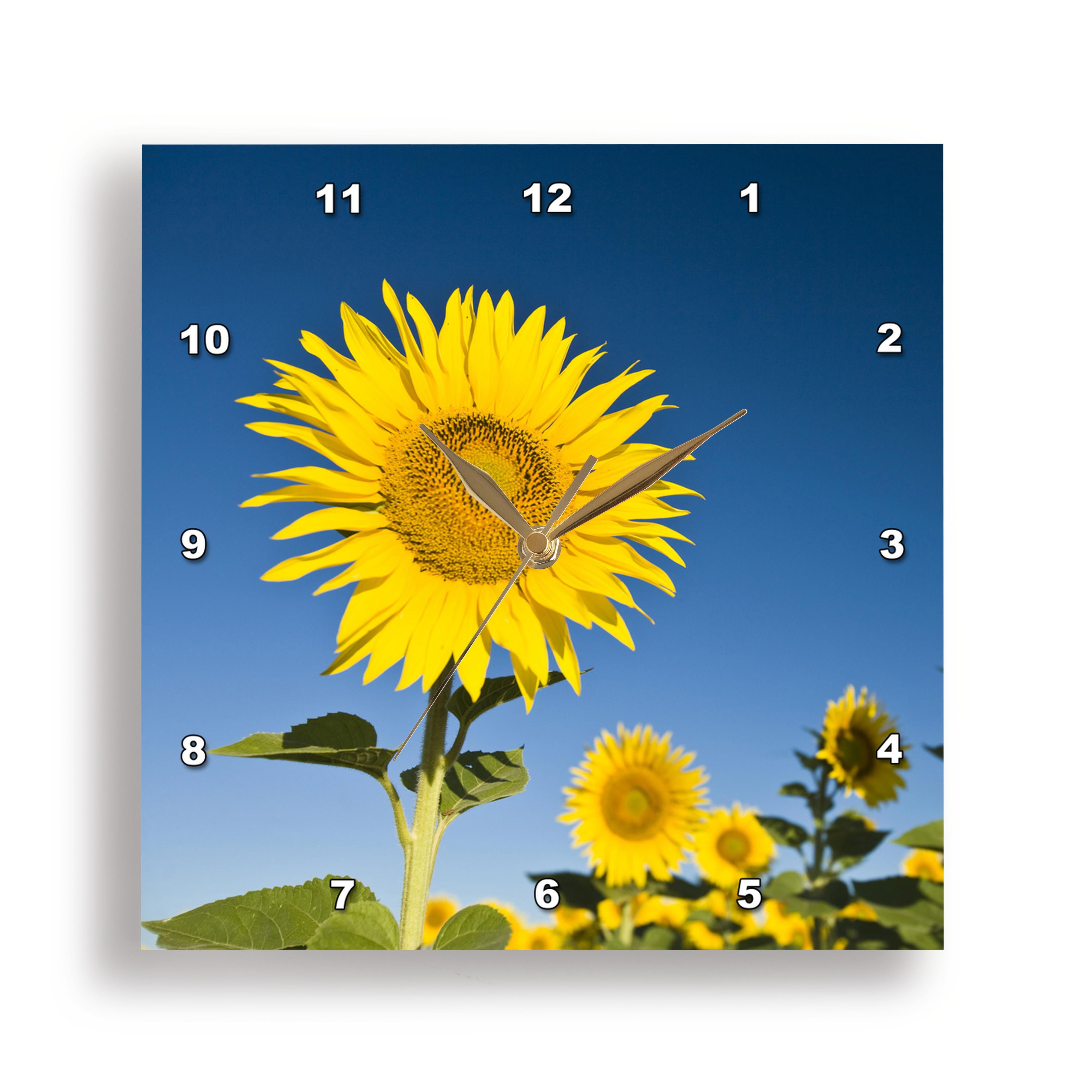 3dRose, France, Provence, Valensole. Sunflowers - EU09 BTH0015 - Brenda ...