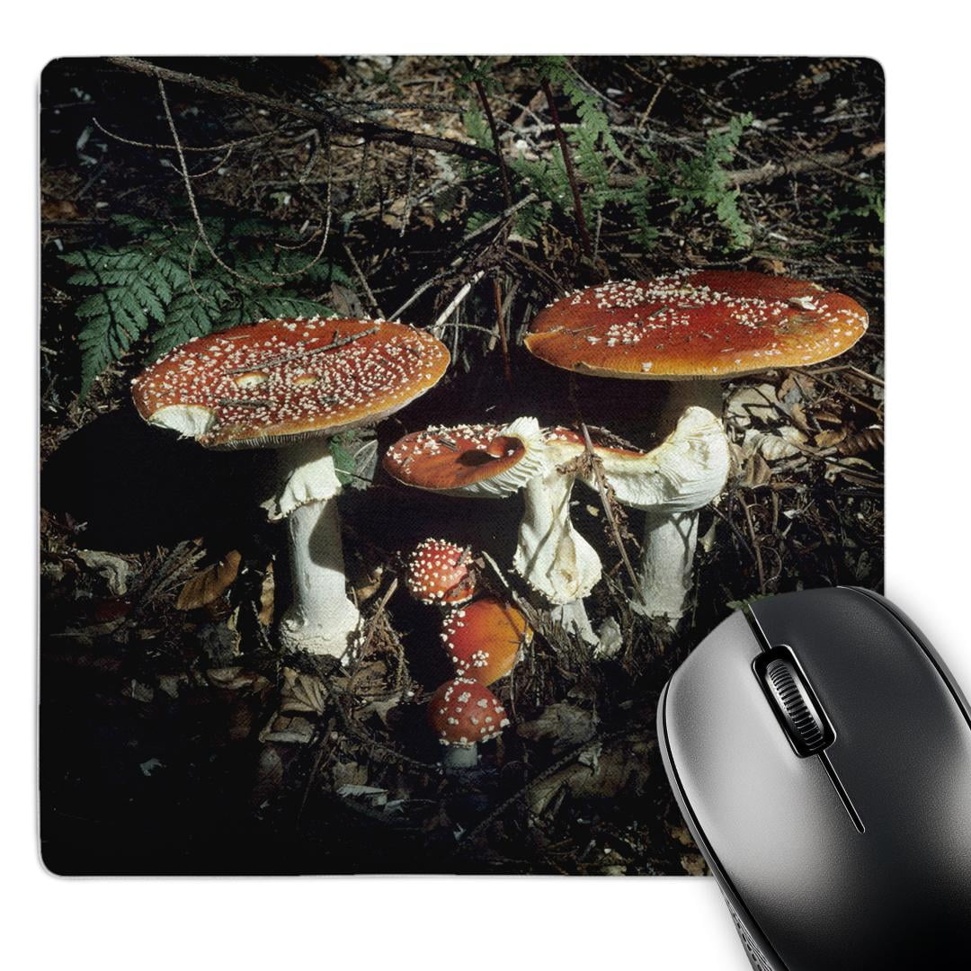 3dRose, Fungi, Agaric Mushroom, Oberaegeri, Switzerland - EU29 RNU0023 ...