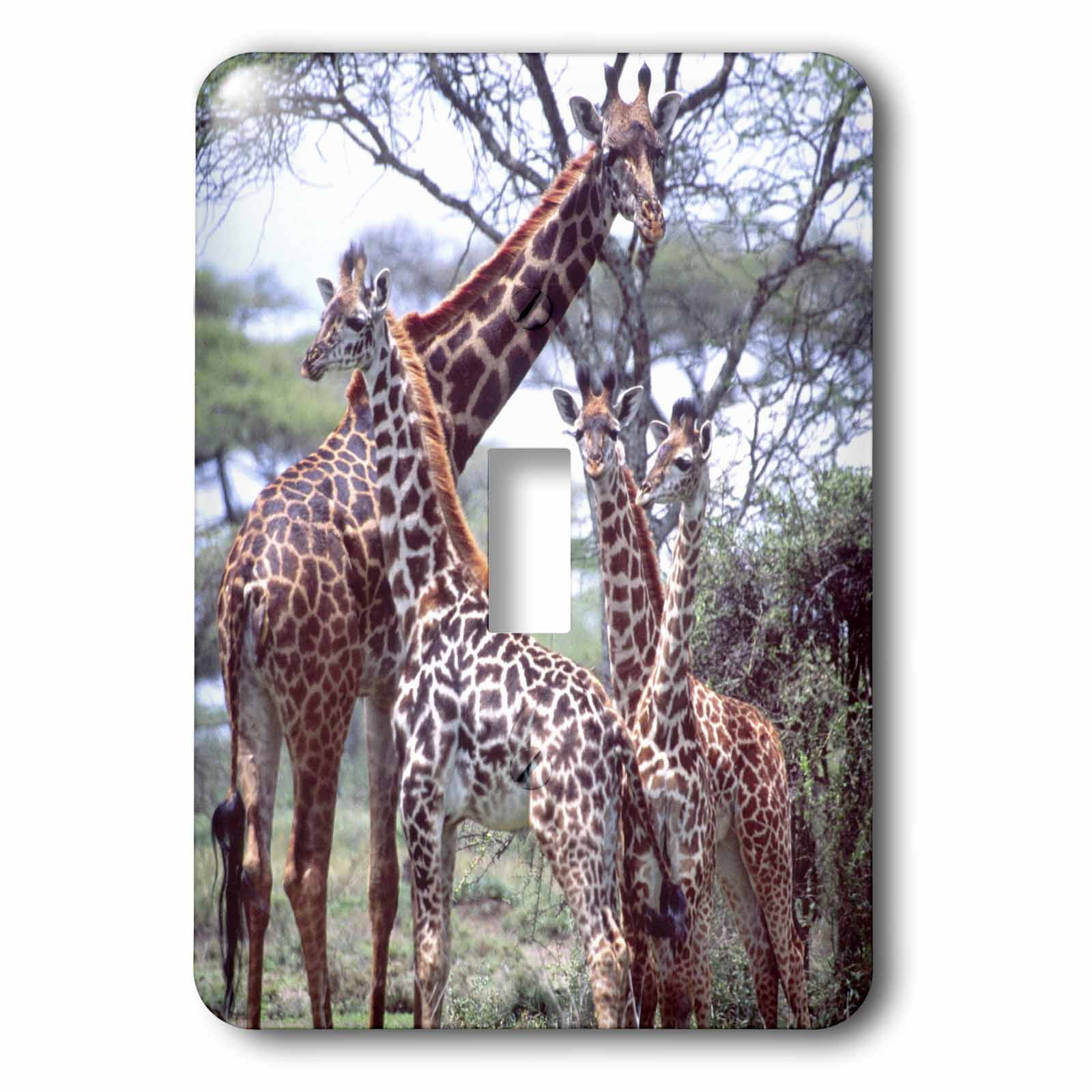3dRose, Giraffe Herd, Tanzania Africa - NA02 DNO0375 - David Northcott ...