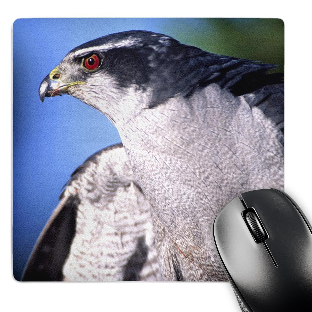 3dRose, Goshawk, Accipiter gentilis, Native bird to US - NA02 DNO0147 ...