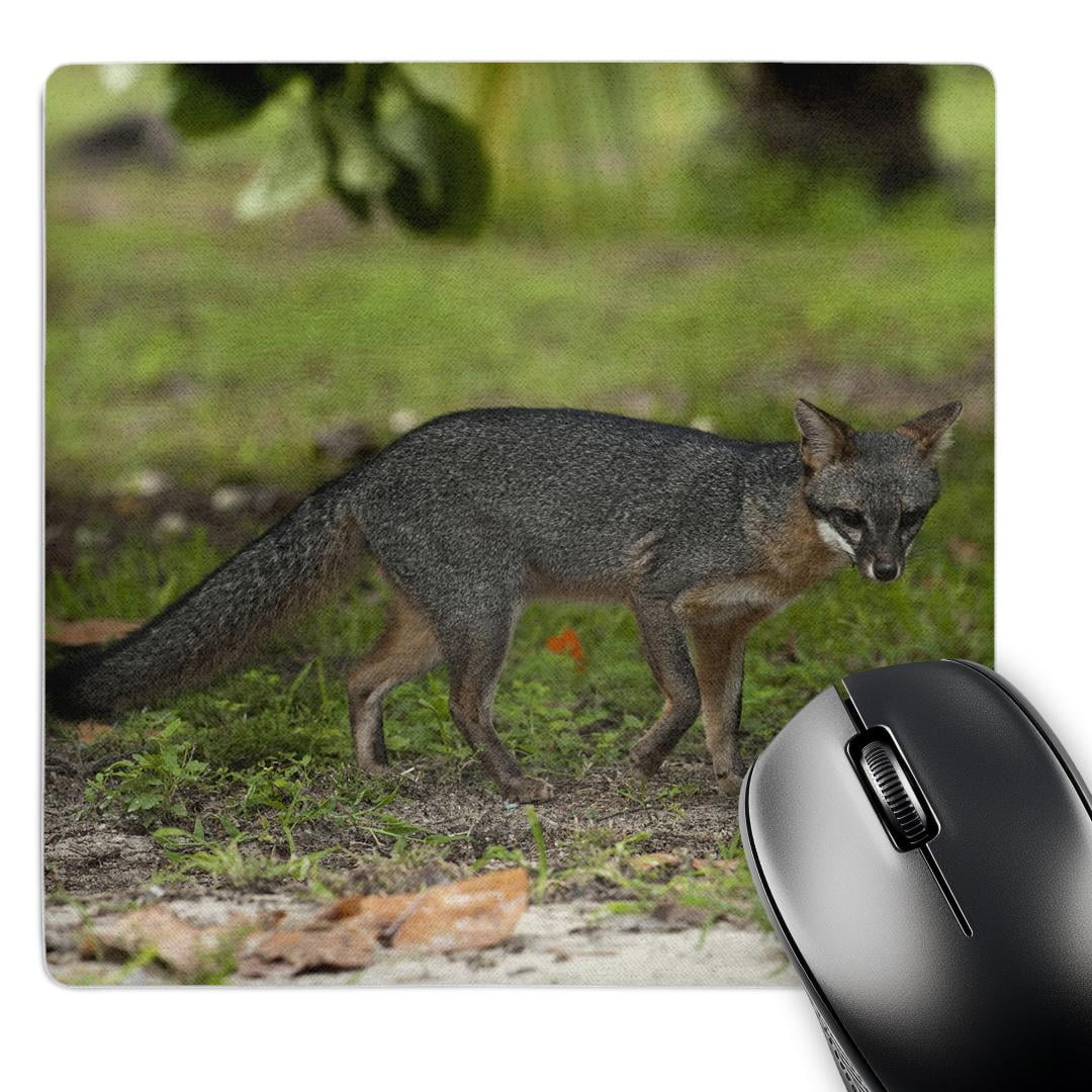 3dRose, Gray Fox, Sian Kaan, Quintana Roo, Mexico - SA13 POX0067 - Pete ...