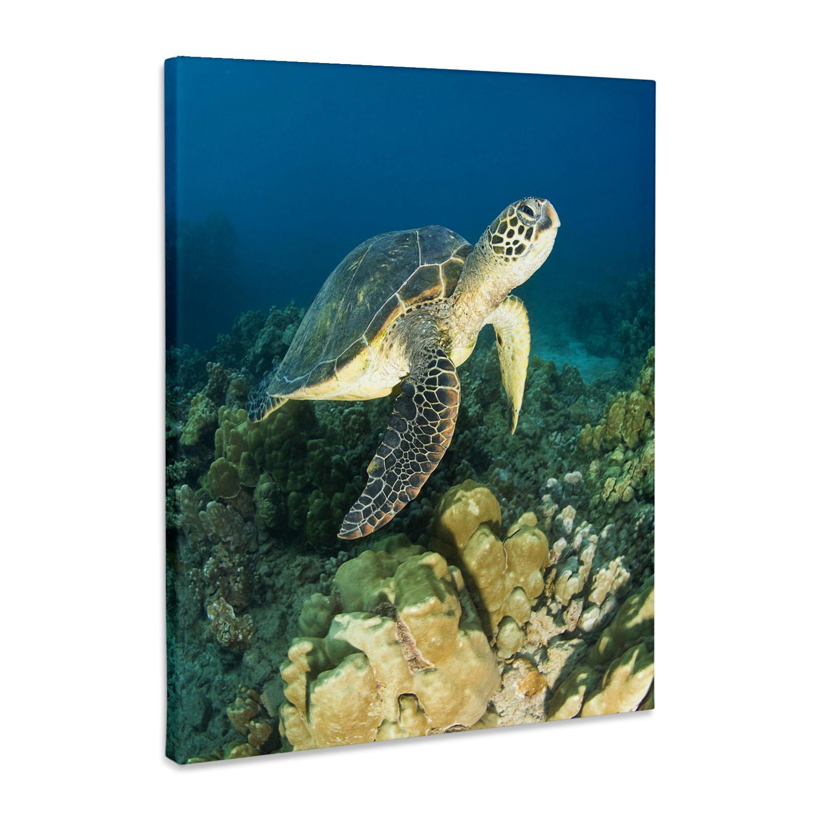 3dRose, Green Sea Turtle, Makena SP, Maui, Hawaii - US12 SWS0150 ...
