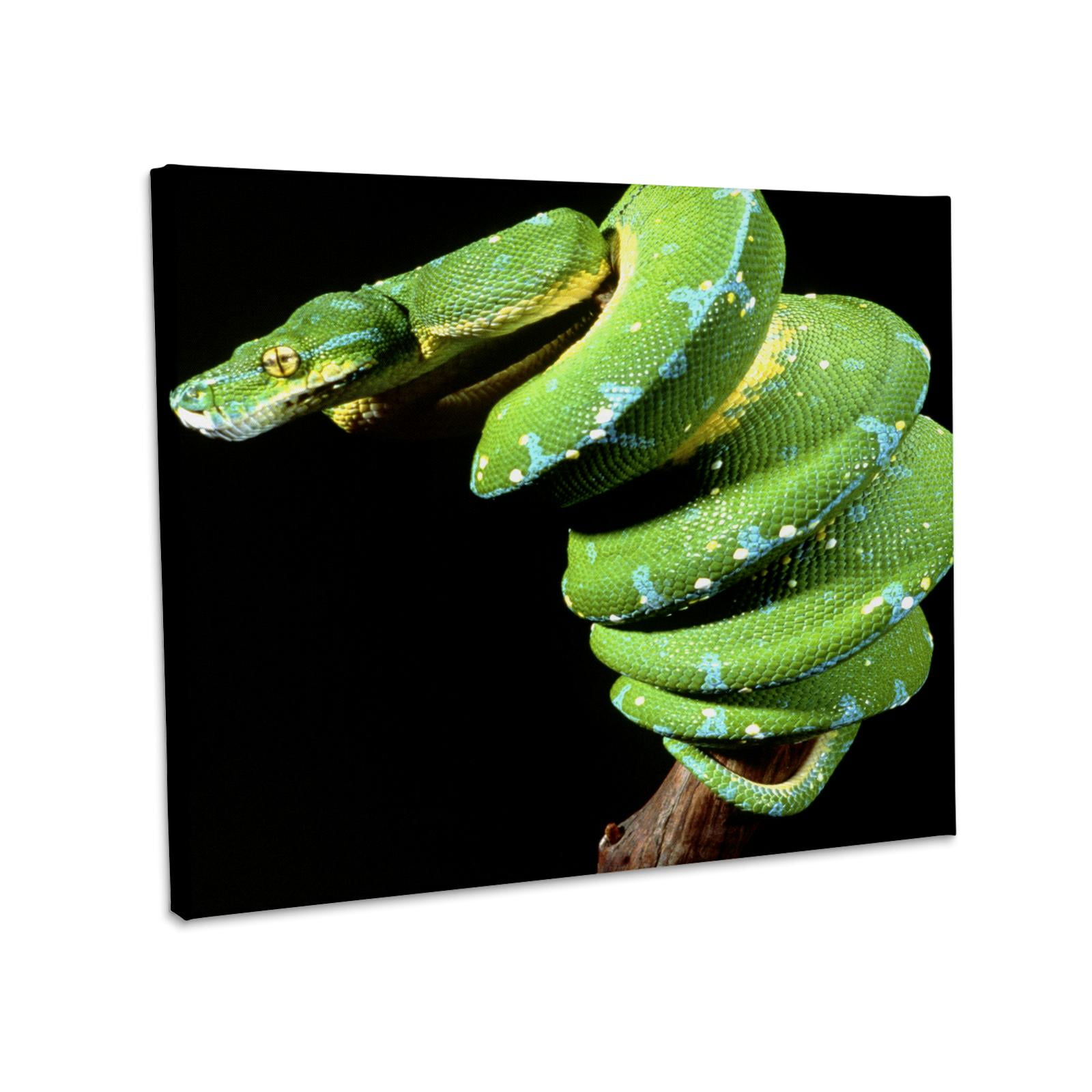 3dRose, Green Tree Python snake - NA02 DNO0485 - David Northcott ...