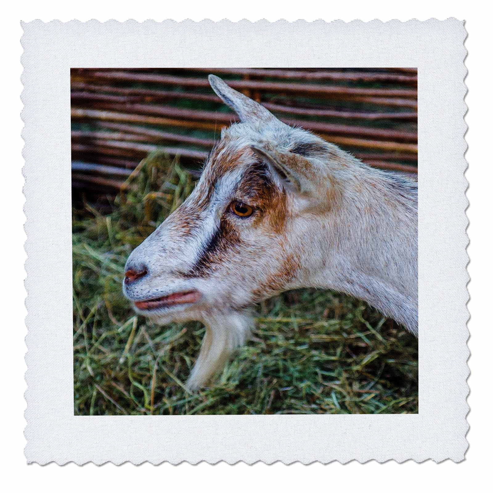 3dRose, Head of a young goat animal. Hay and a wicker fence in the ...