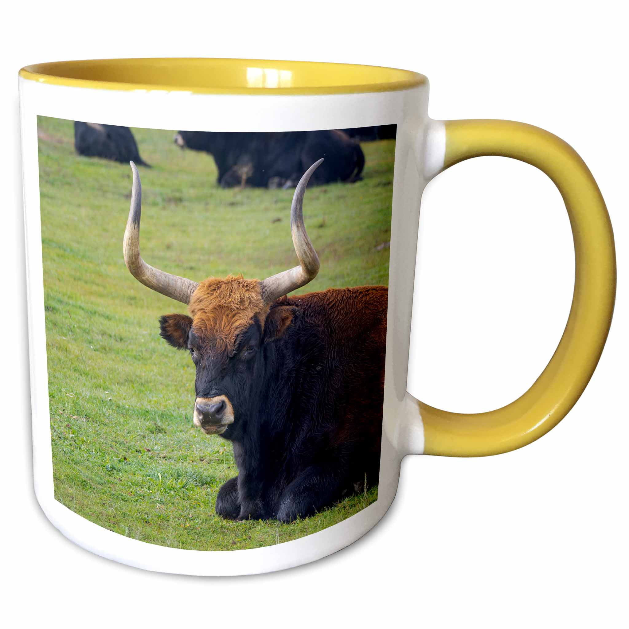 3drose, Heck Cattle, Once Extinct Breed. National Park Hortobagy ...