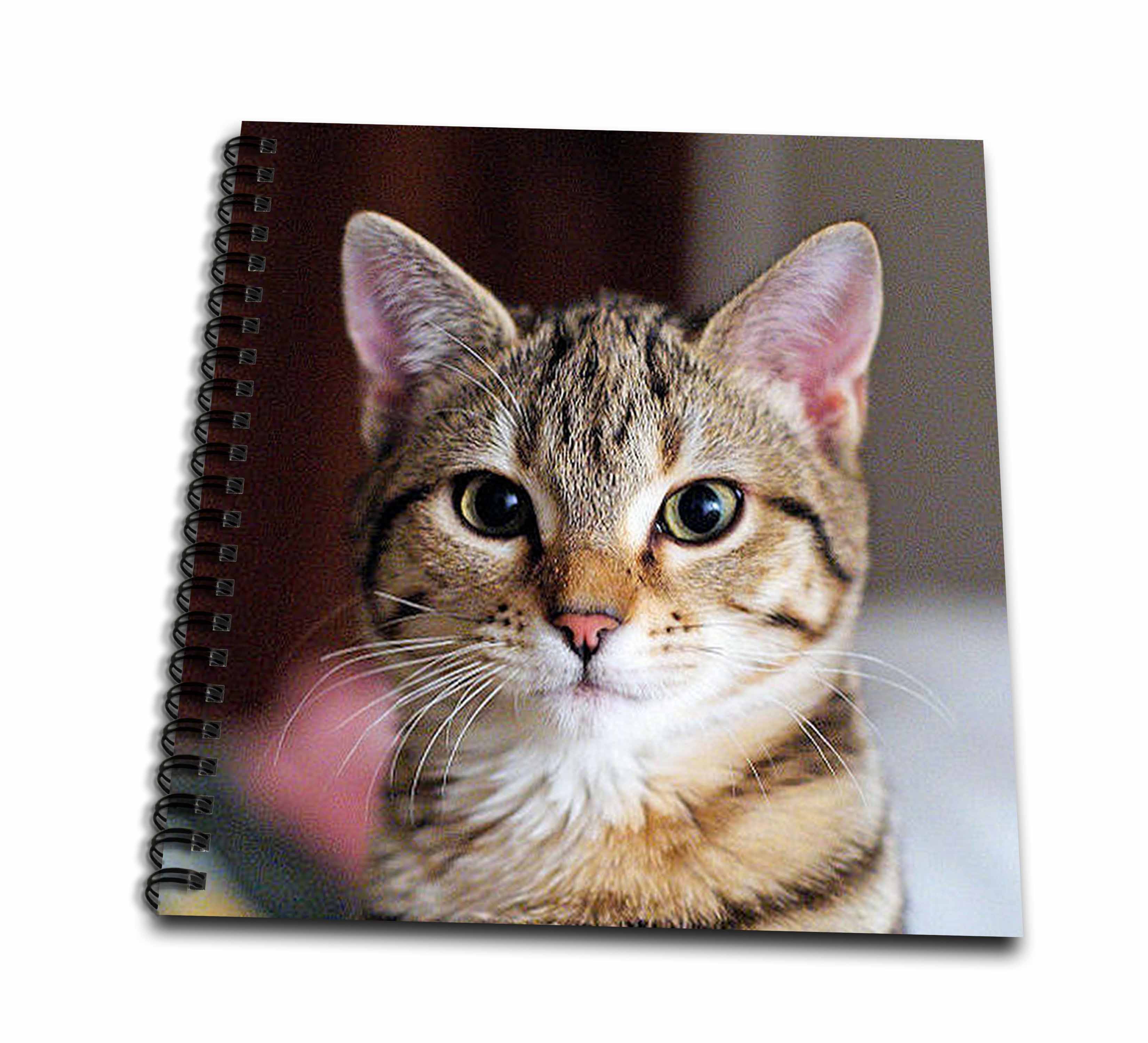 3dRose, Hello Kitty - animal, moggie, tabbies, tabby cat, cat, cats ...