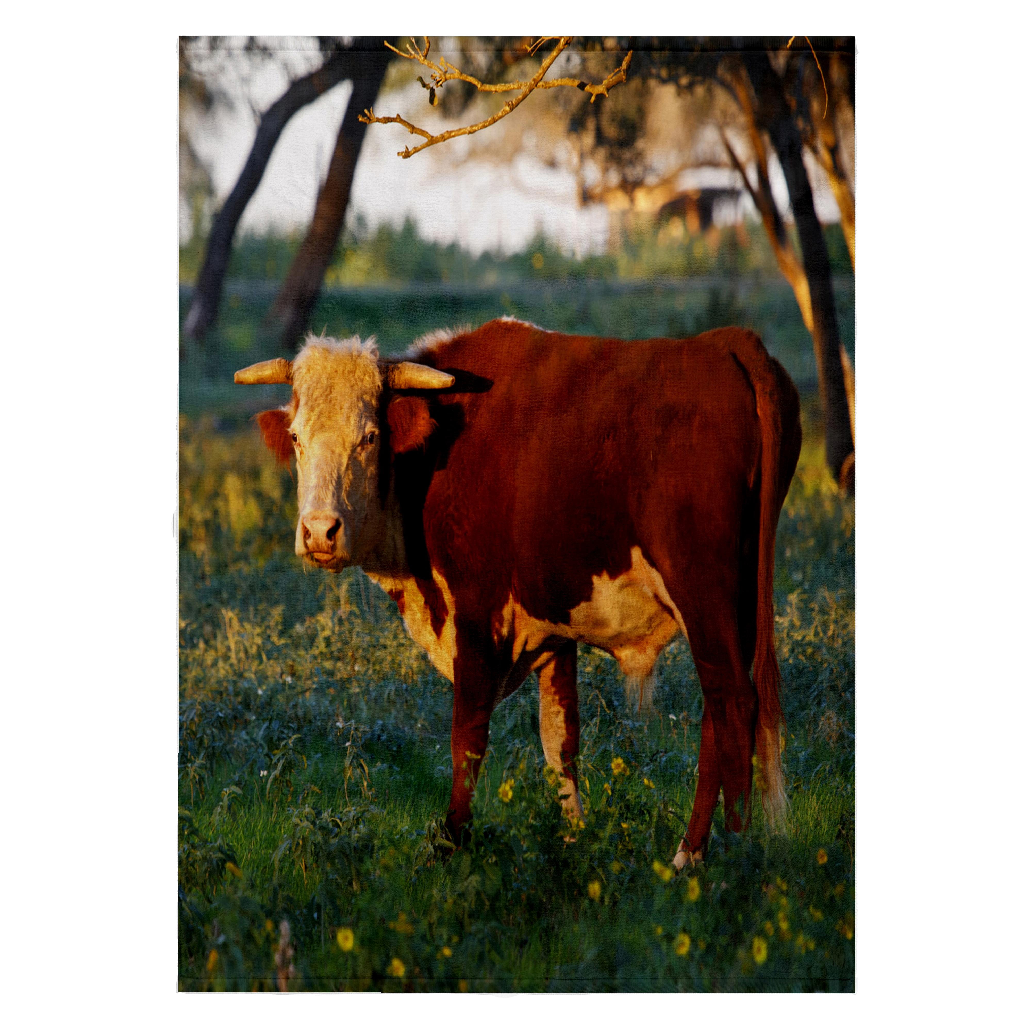 3dRose, Herford bull cow, pasture near Gonzales, Texas, USA - US44 ...