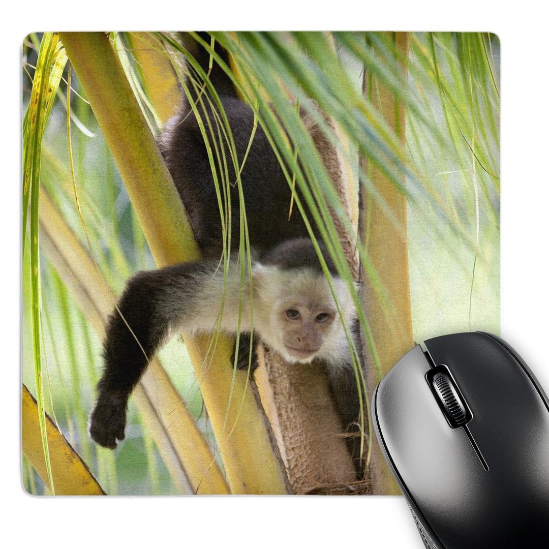 3dRose, Honduras, Bay Islands, Roatan, Spider Monkey - SA12 JME0116 ...