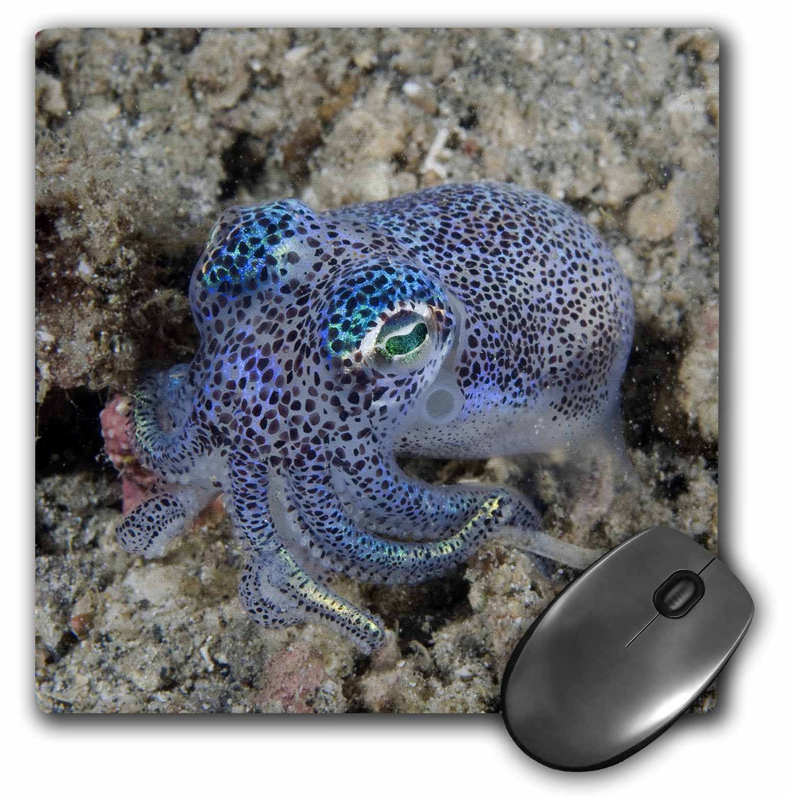 3dRose Indonesia, Lembeh Straits, Bobtail squid marine life-AS11 ...