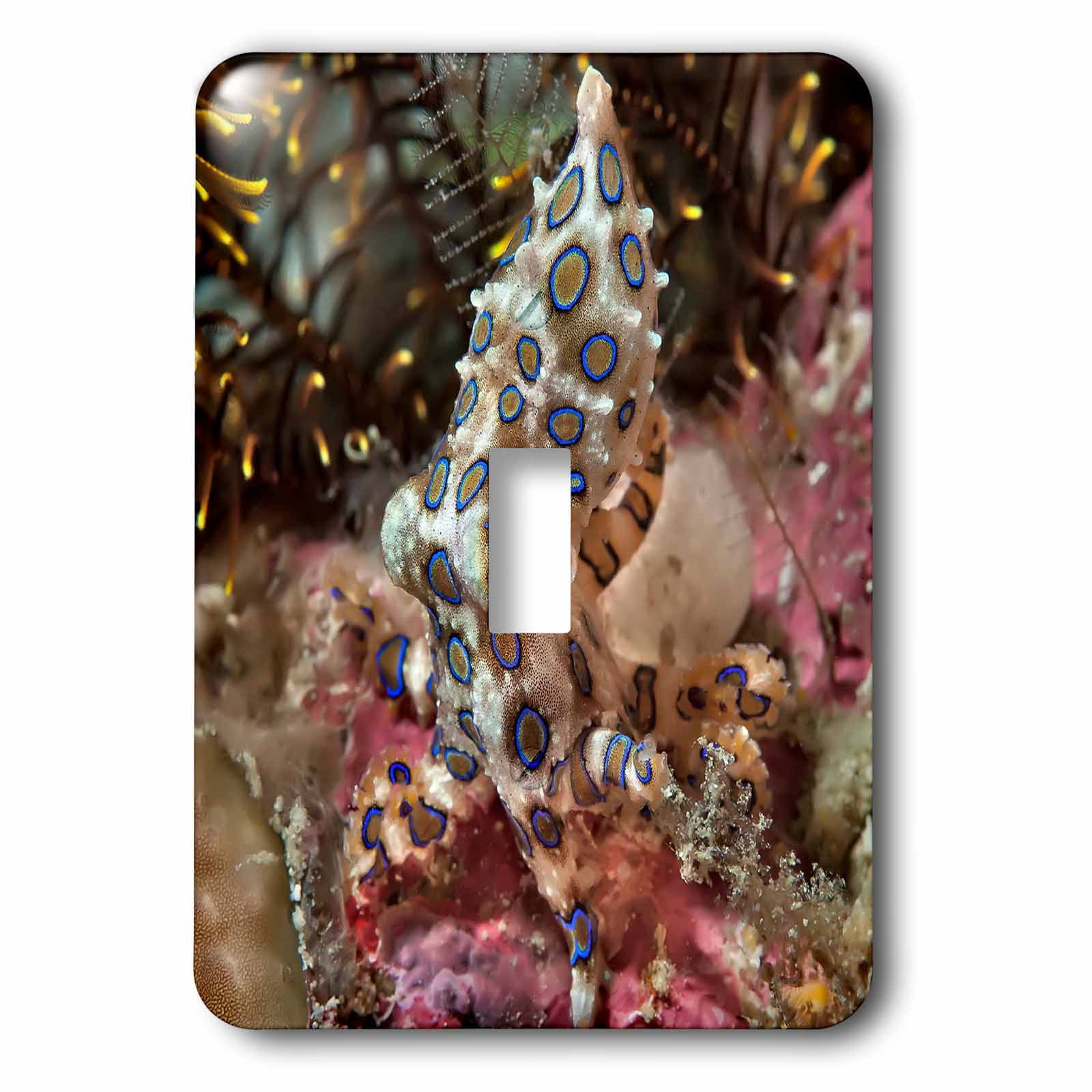 Indonesia, Papua, Raja Ampat. Scenic of blue-ring octopus and coral ...