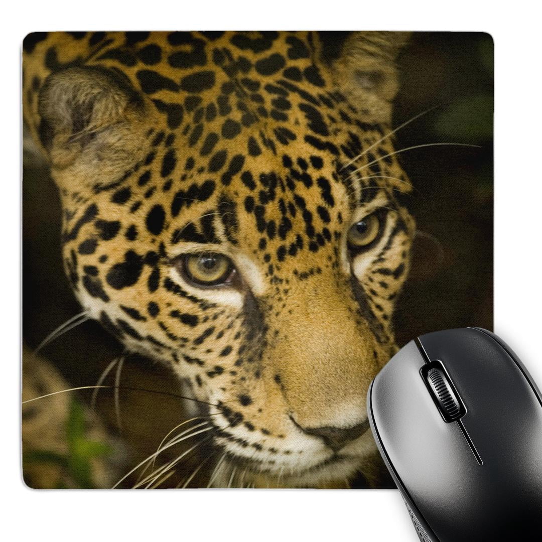 3dRose, Jaguar, Belize Zoo, Belize - SA02 JME0246 - John and Lisa ...