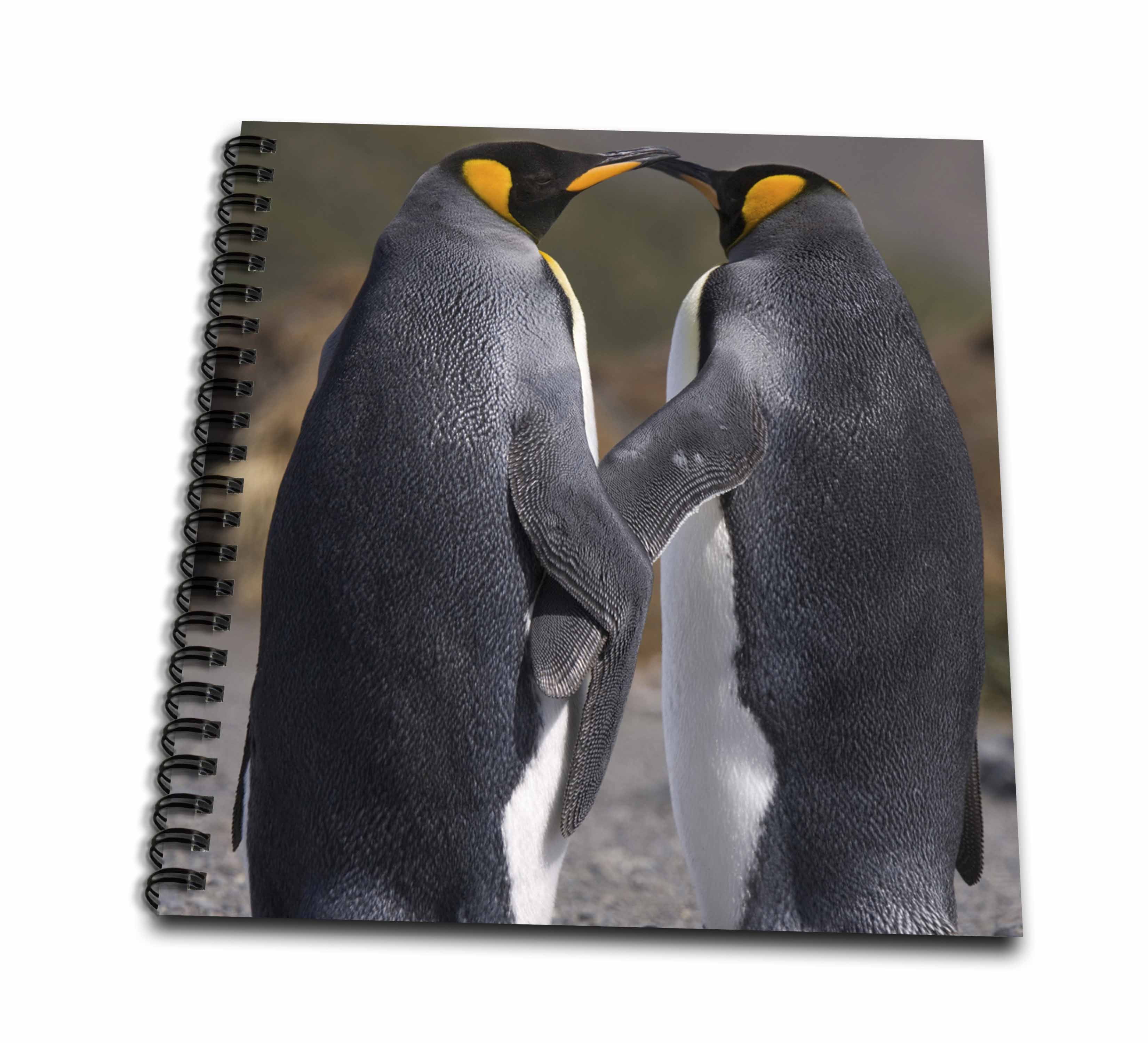 3dRose, King penguins, mating ritual-AN01 HRO0017 - Hugh Rose, Mini ...