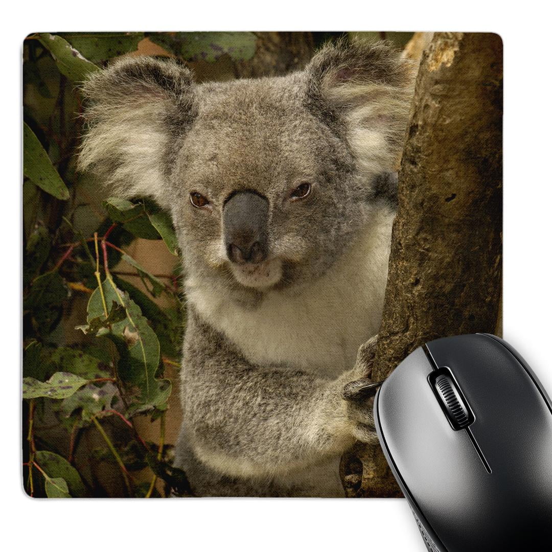 3dRose, Koala bear, Lone Pine Koala Sanctuary, AUSTRALIA-AU01 POX0000 ...