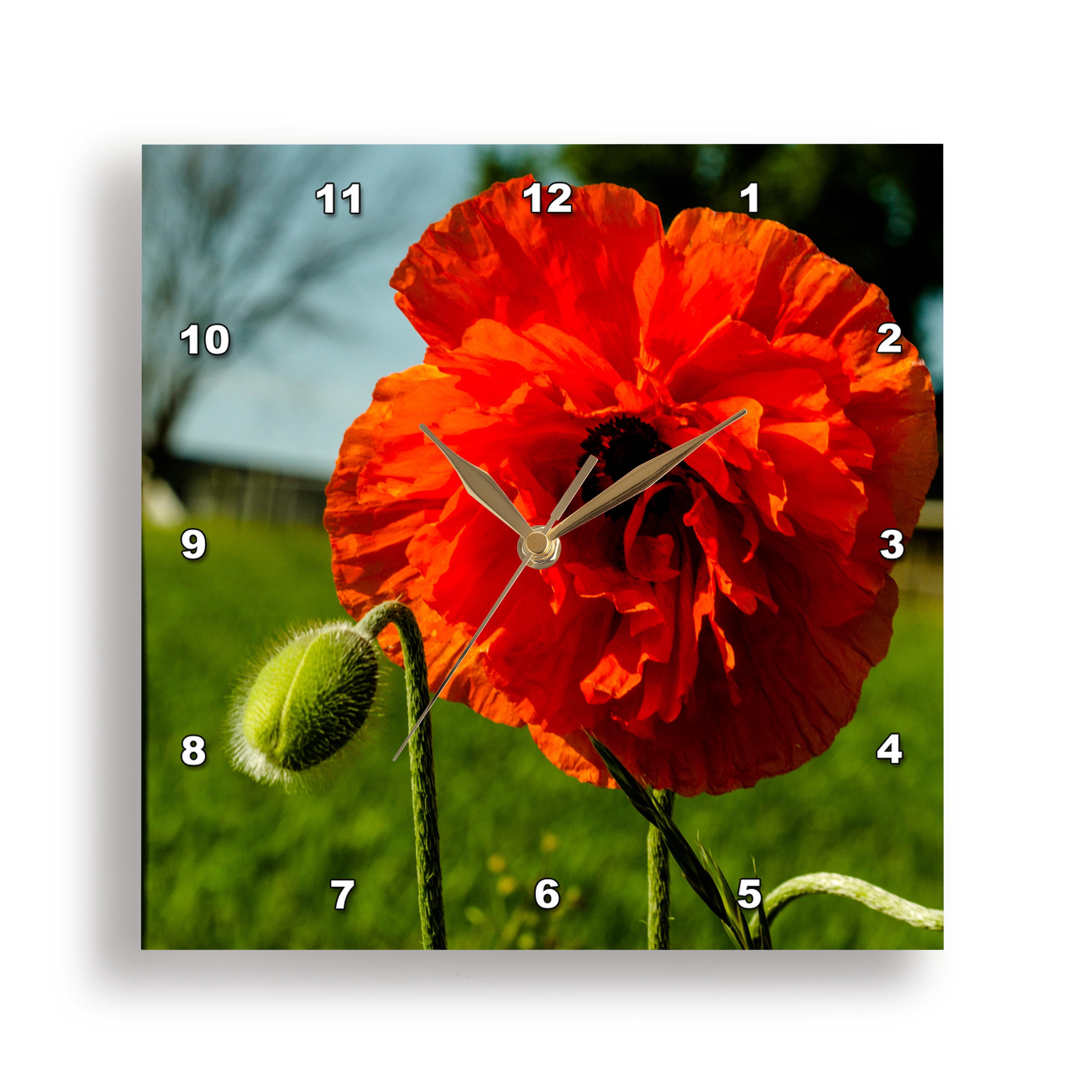 3dRose, Lancaster County, Pennsylvania. Large, Close up of a red poppy ...