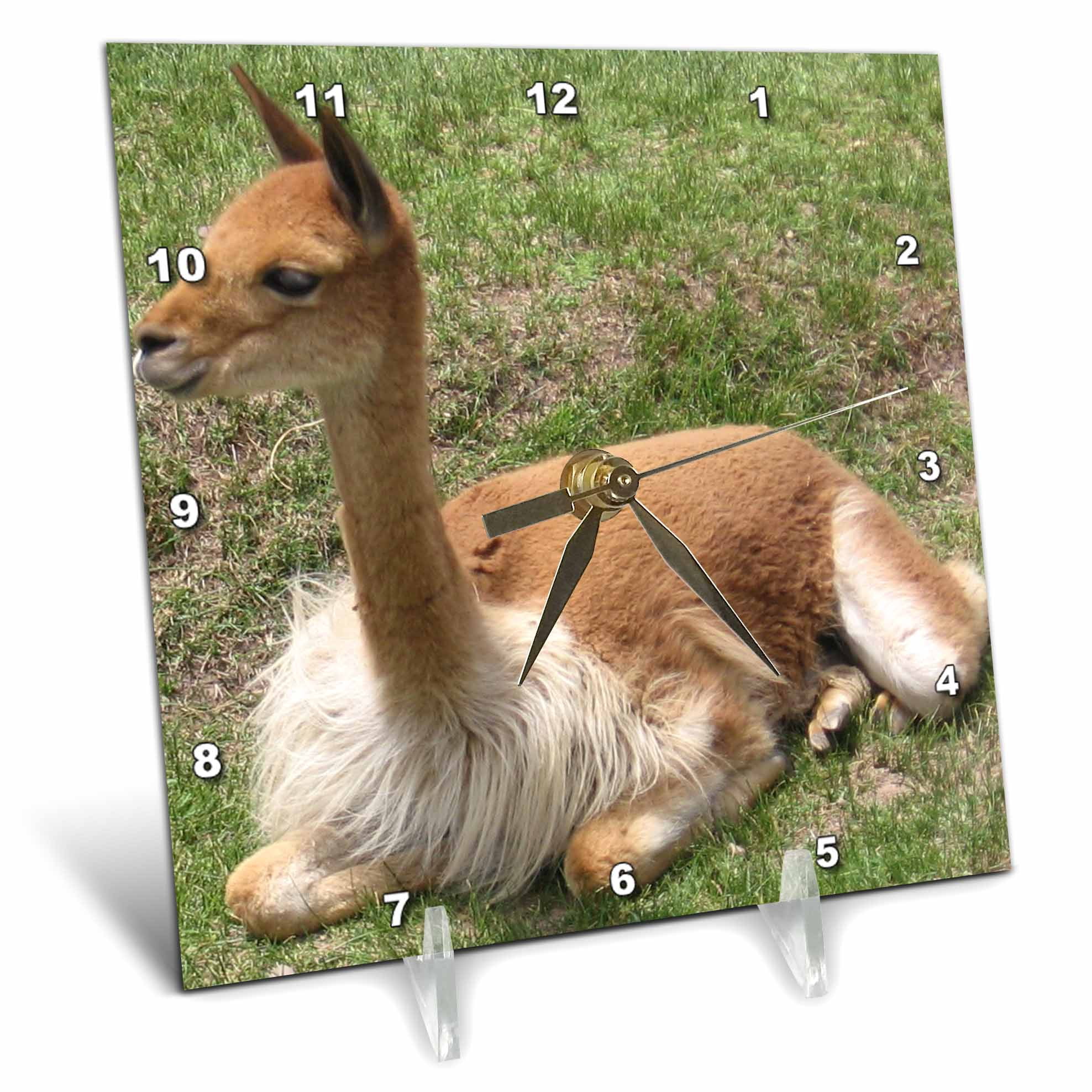 3dRose, Llama in Peru Travel Photography Animals, 6x6 Desk Clock ...