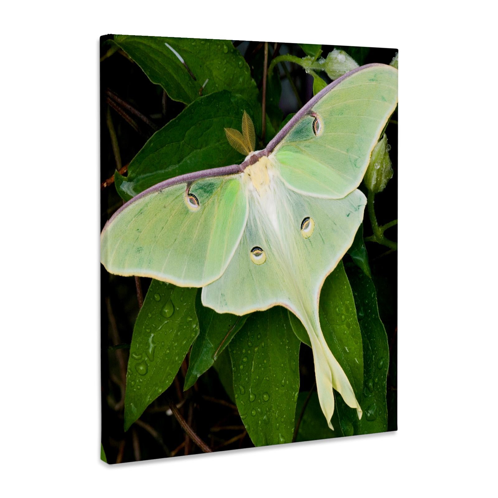 3dRose, Luna Moth on Carnaby Clematis, Clematis sp, Marion Co. IL ...
