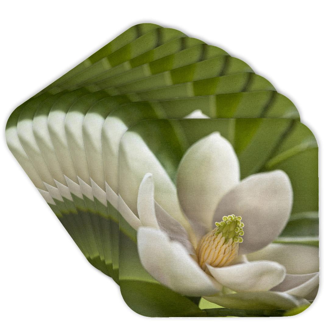 3dRose, Magnolia Tree Flower Blossom - NA01 AJE0189 - Adam Jones, Set ...