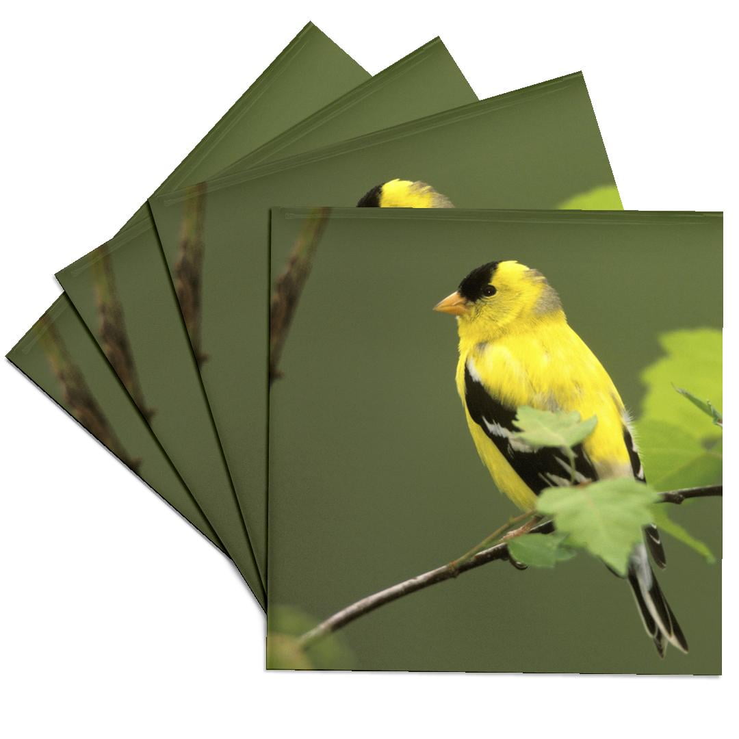 3drose, Male American Goldfinch Bird - Na02 Aje0203 - Adam Jones, Set ...