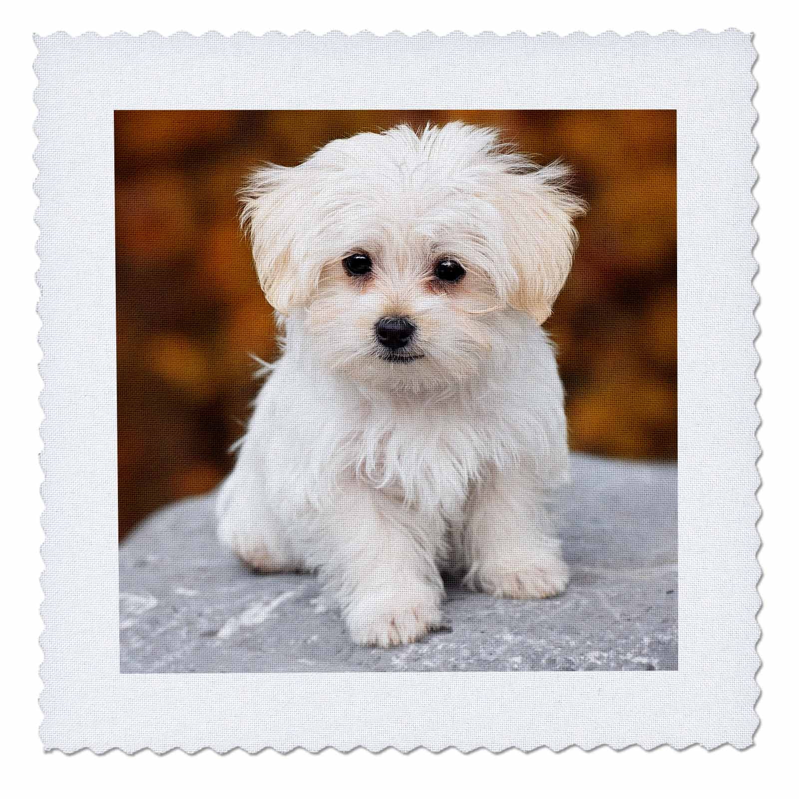 3dRose Maltese. Cute little puppy. - Quilt Square, 12 by 12-inch ...
