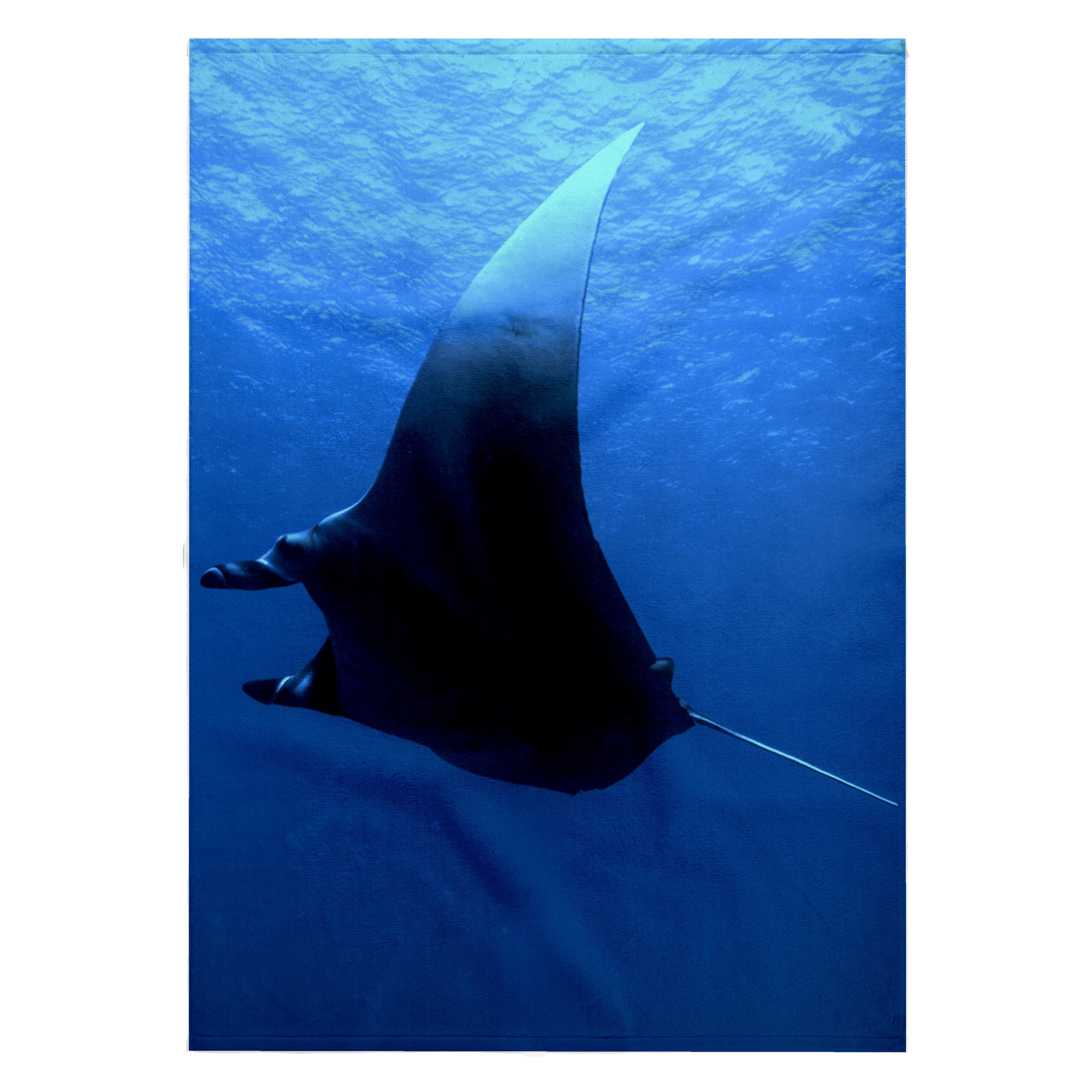 3dRose, Marine life, Manta ray at Rocky Island, Red Sea, Egypt-AF14 ...