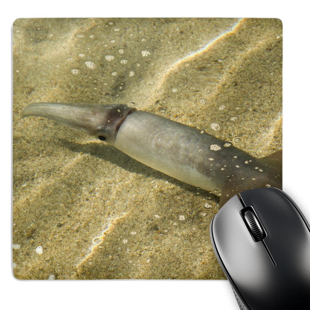 3dRose, Mexico Bahia de los Animas Humboldt Squid marine life - SA13 ...