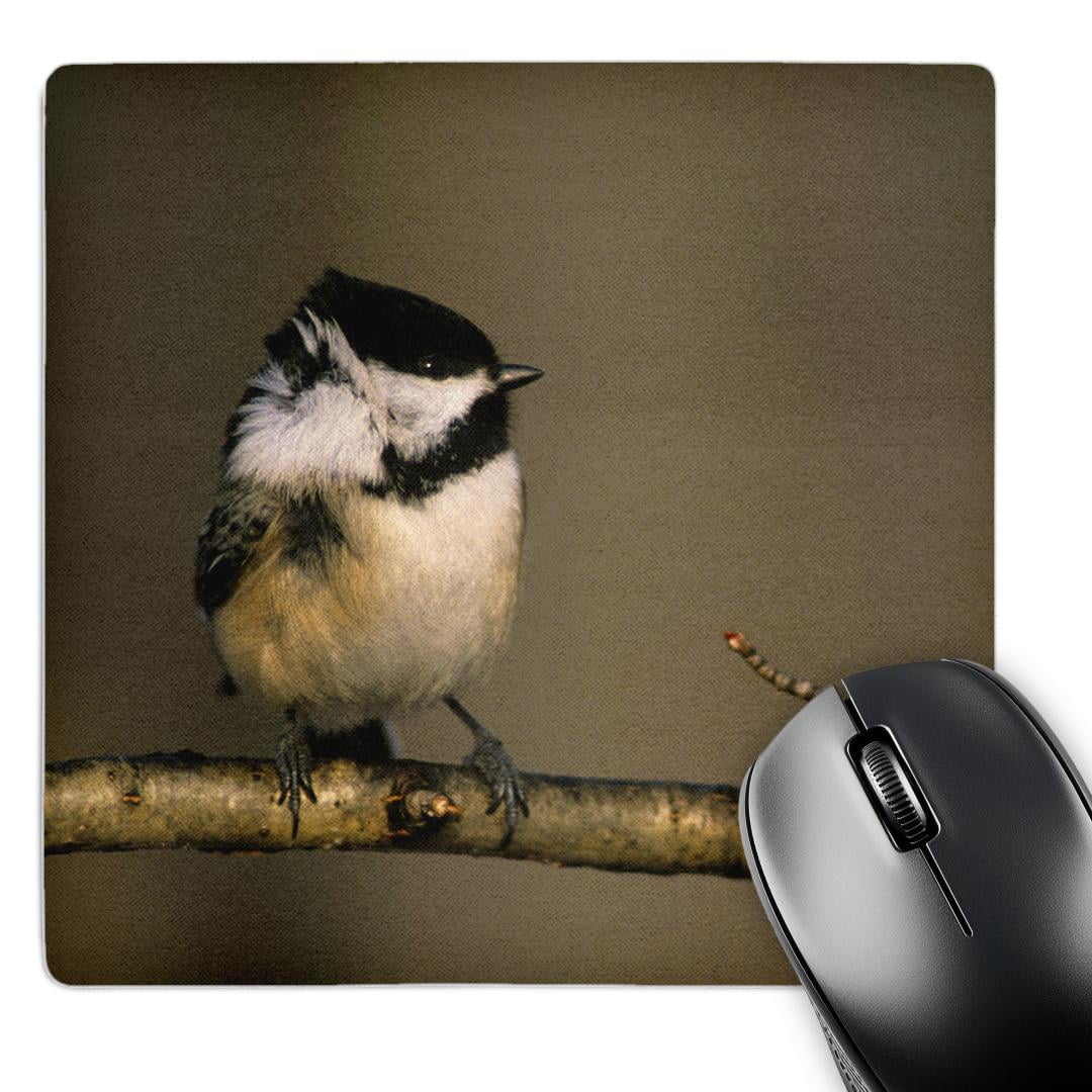 3dRose, Michigan. Black-capped chickadee bird, Winter - US23 BJA0119 ...