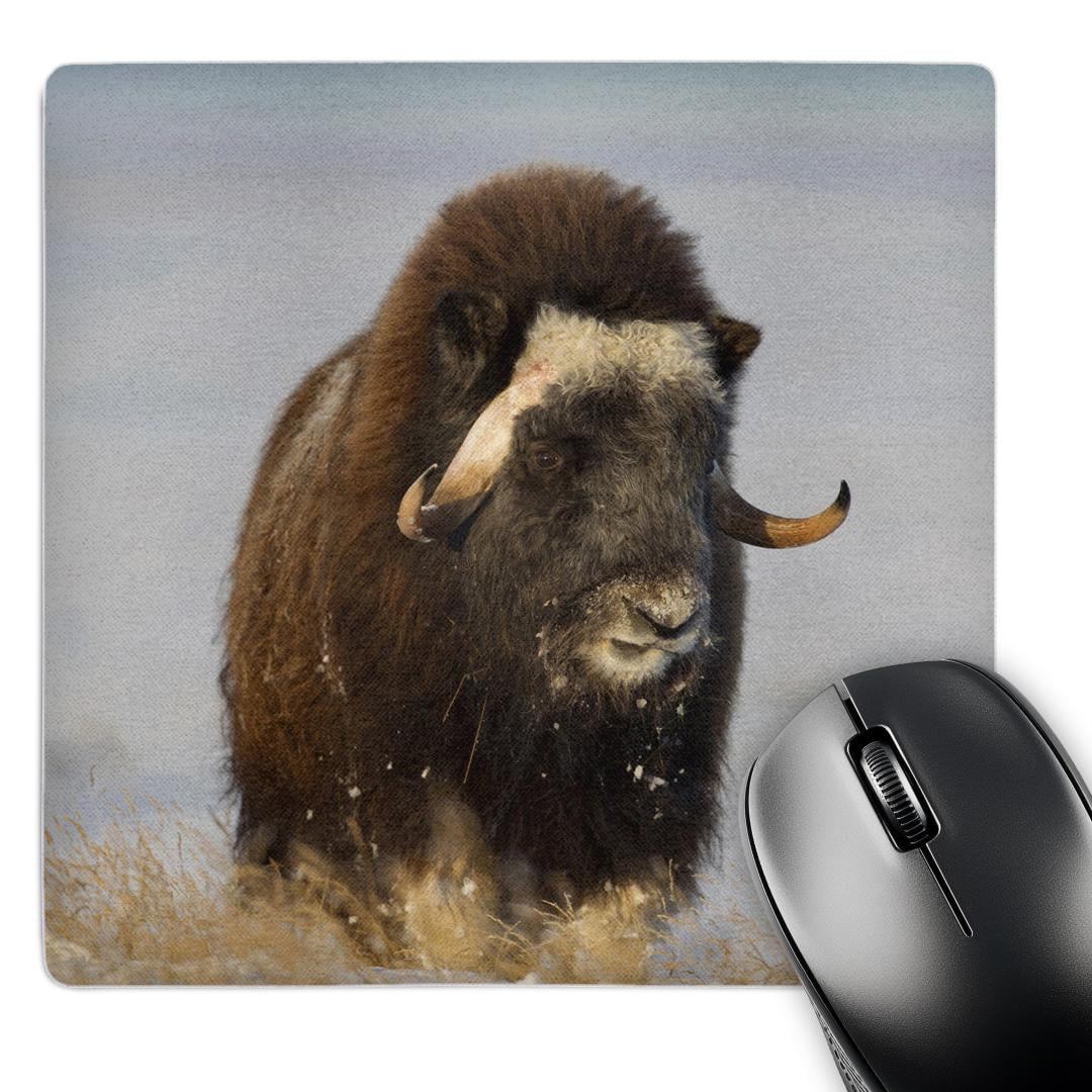 3dRose, Musk ox bull wildlife, arctic tundra, Alaska, USA - US02 ...