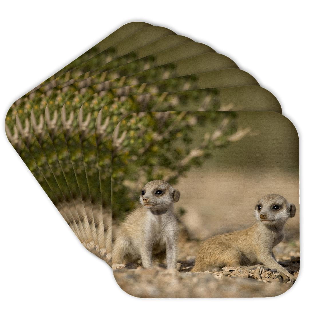 3dRose, Namibia, Keetmanshoop, Meerkat, Namib Desert, mongoose-AF31 ...
