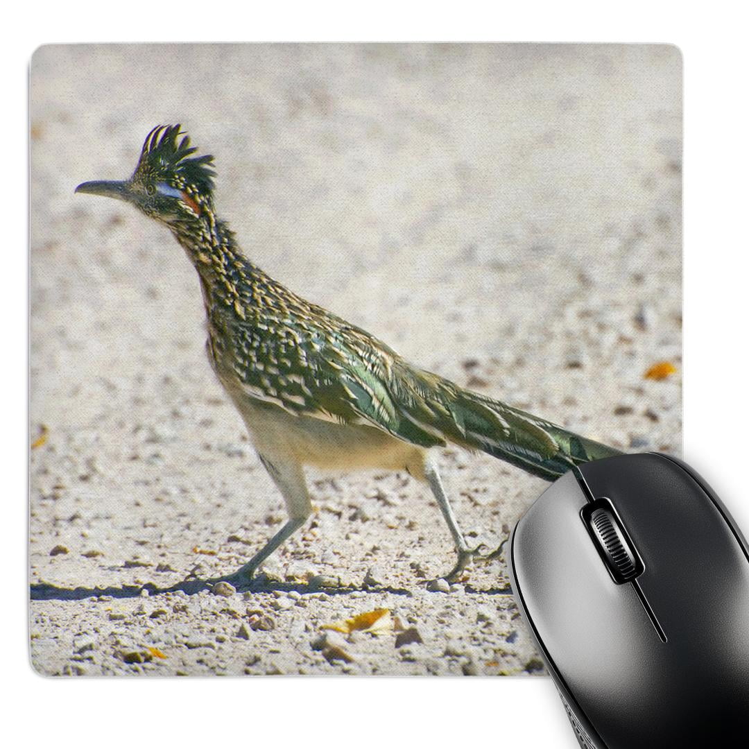 3dRose, New Mexico, Bosque del Apache, Roadrunner bird - US32 BJA0086 ...