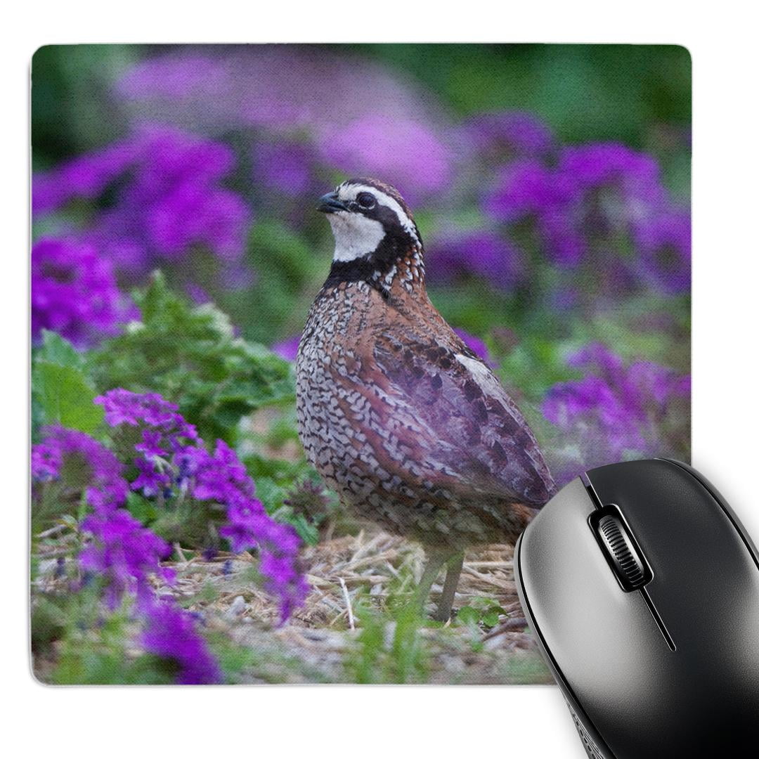 3dRose, Northern Bobwhite quail in flower garden, Marion, Illinois, USA ...