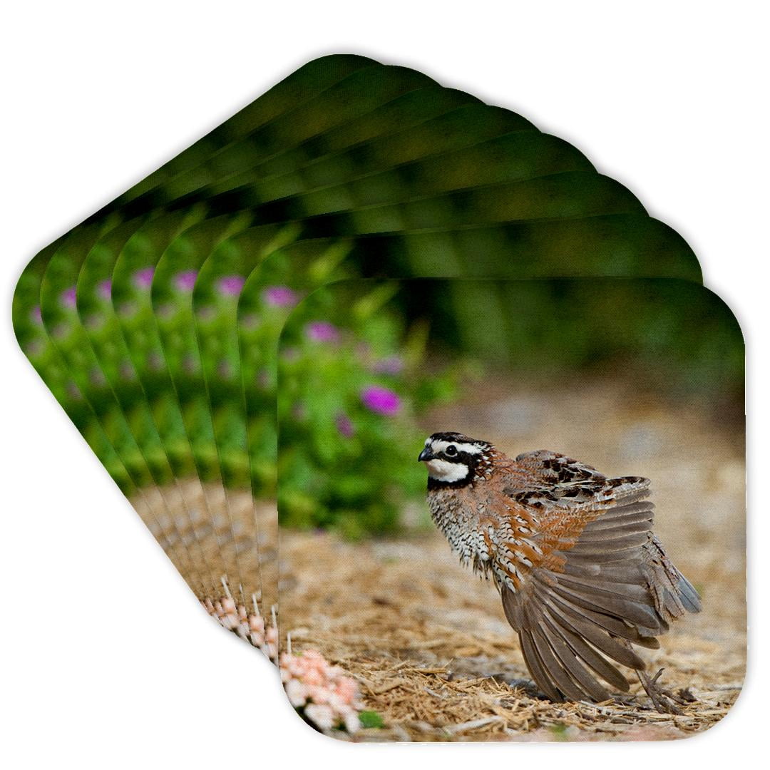 3drose, Northern Bobwhite Male Stretching Wing in Flower Garden, Marion ...