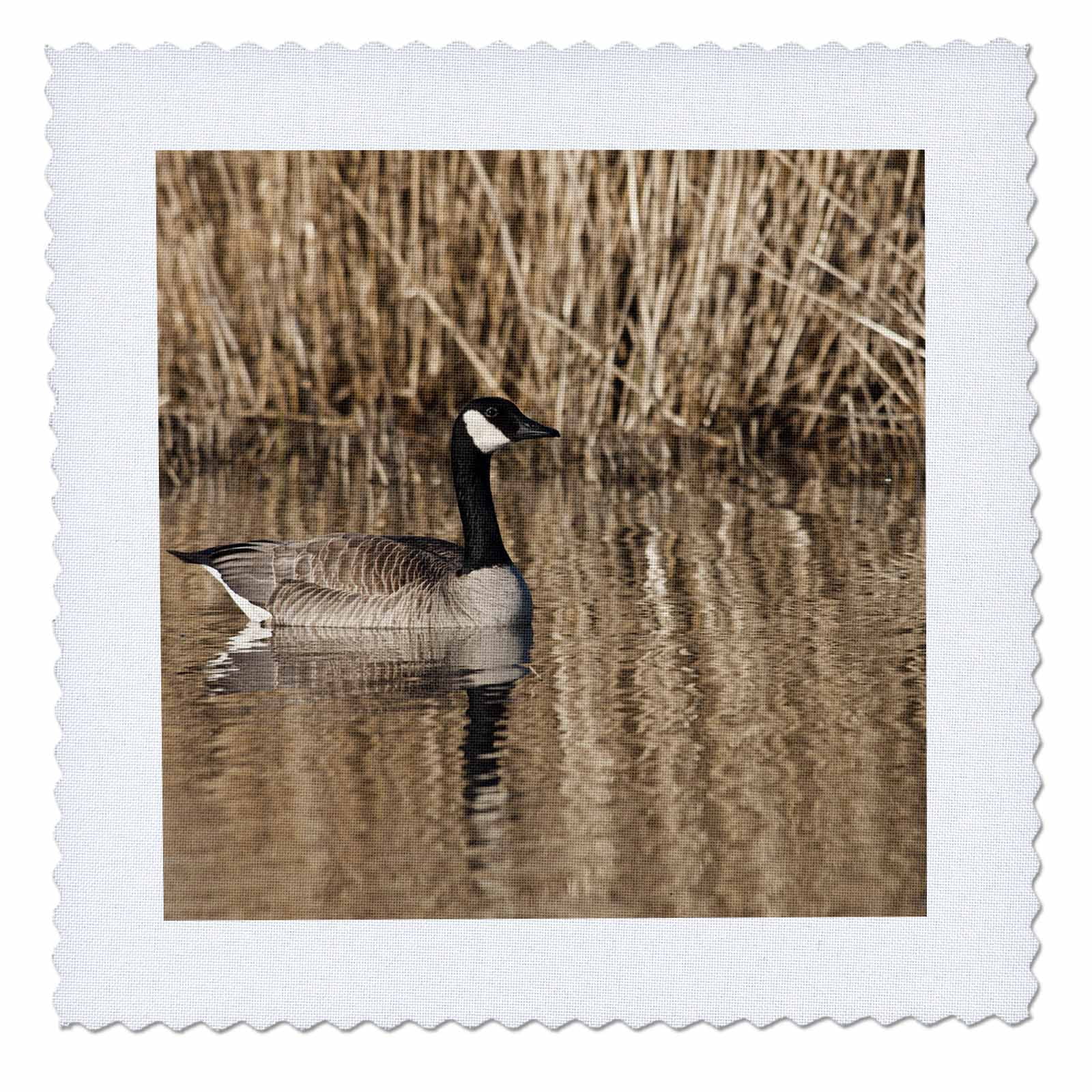 3dRose, OR, Baskett Slough NWR, Canada Goose bird - US38 RBR0141 - Rick ...
