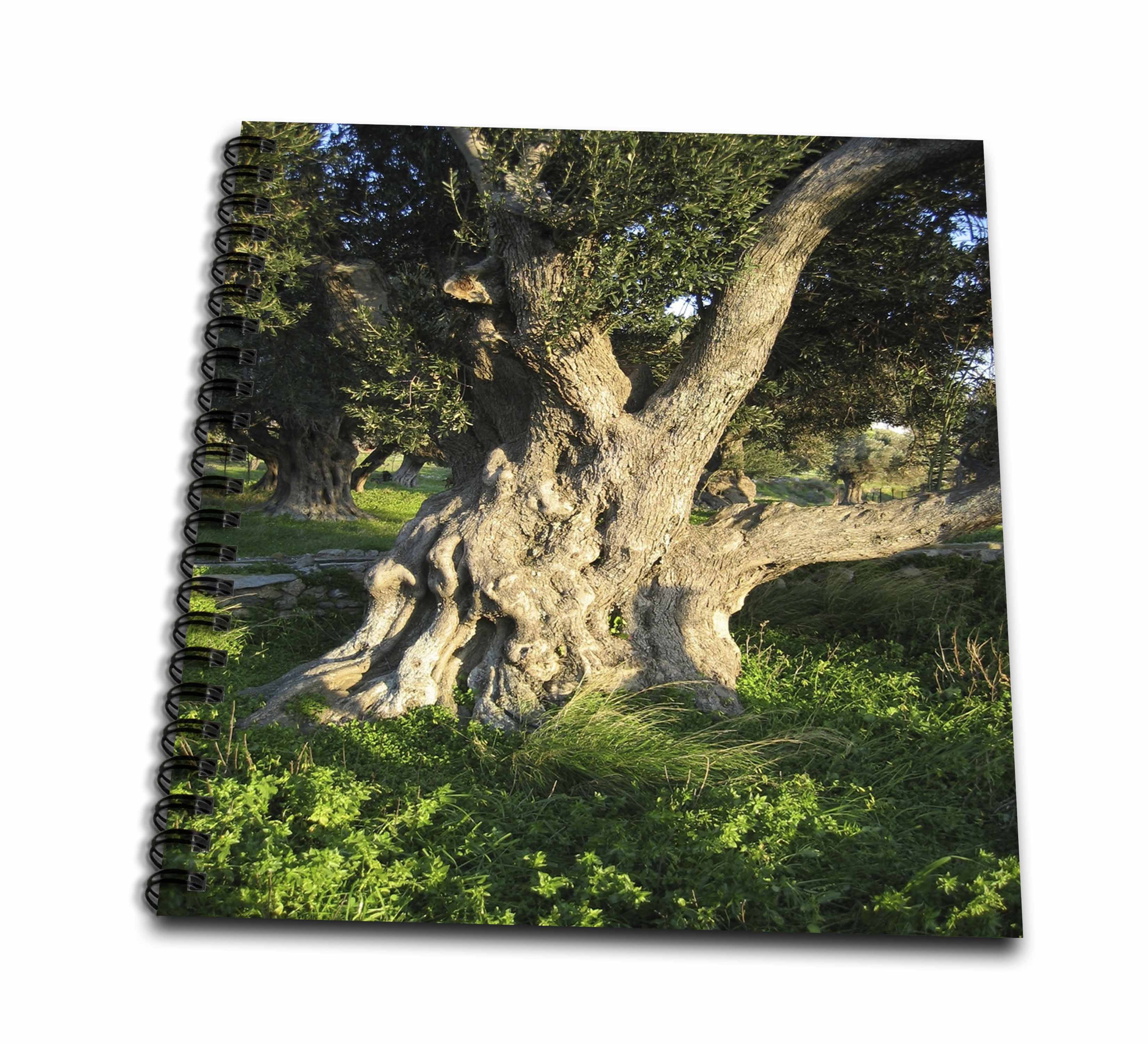 3dRose, Old Olive Tree-The olive Olea europaea, a small tree in the ...