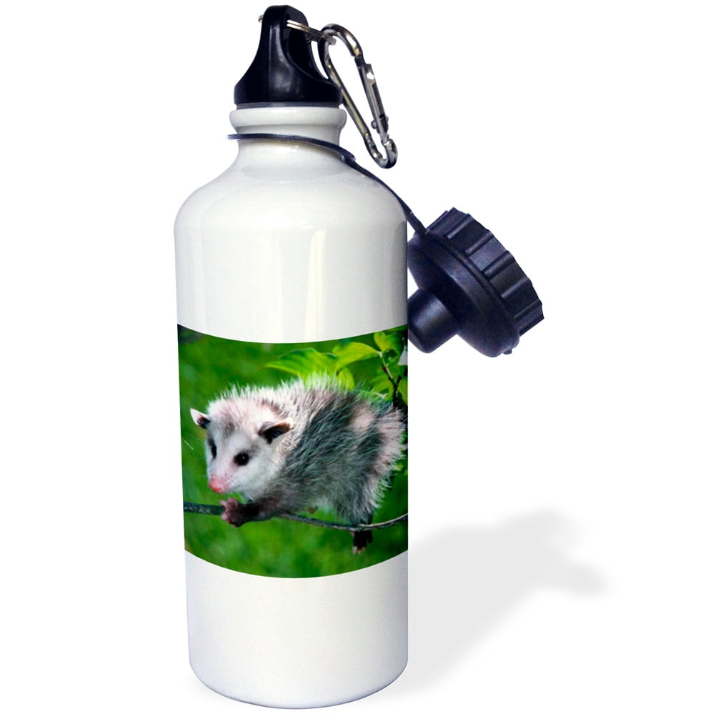 Water Opossum
