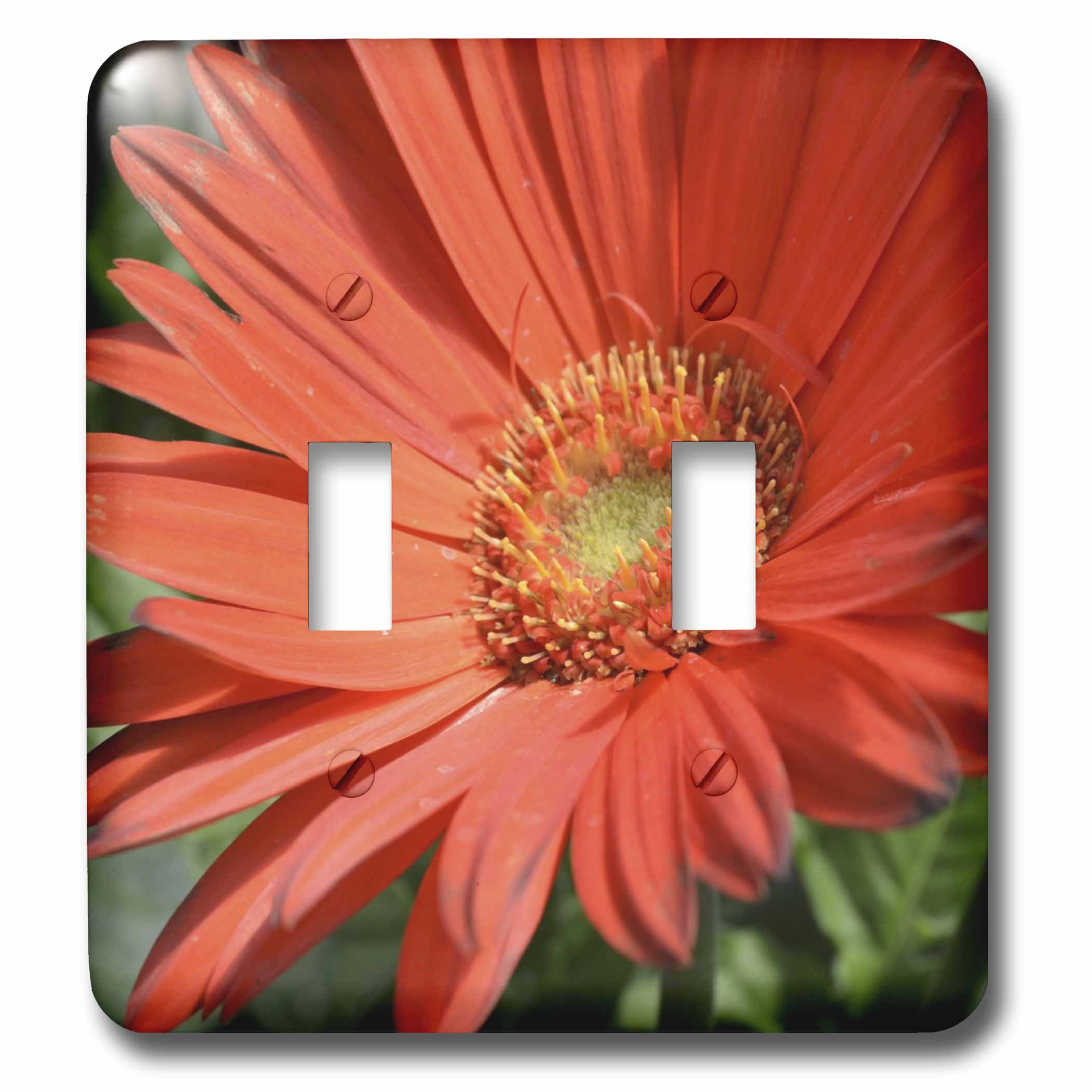 3dRose, Orange Gerbera Daisy Macro- Flowers, double toggle switch ...