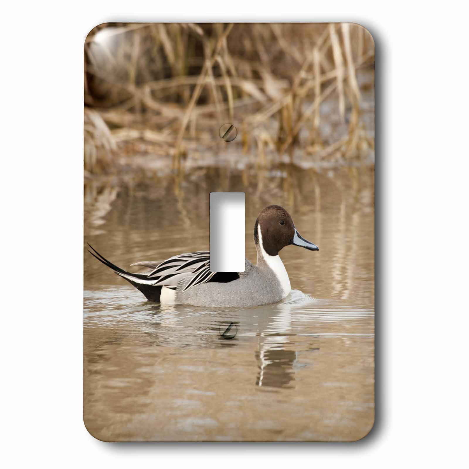 3dRose, Oregon, Baskett Slough NWR, Northern Pintail duck - US38 RBR0145 - Rick A. Brown, single ...