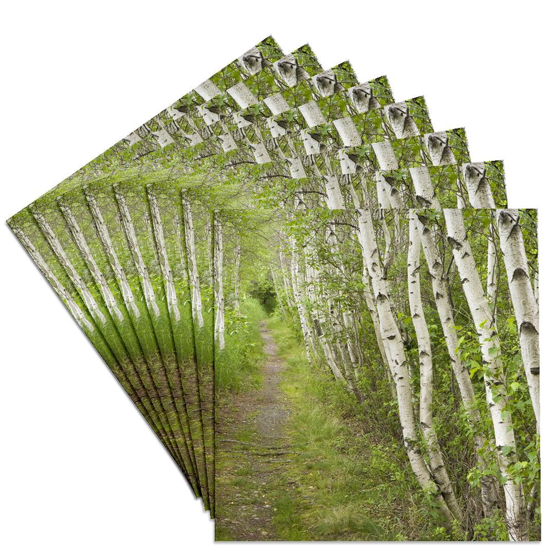 3drose, Paper Birch Trees, Path, Acadia Np, Maine - Us20 Jmo0985 ...