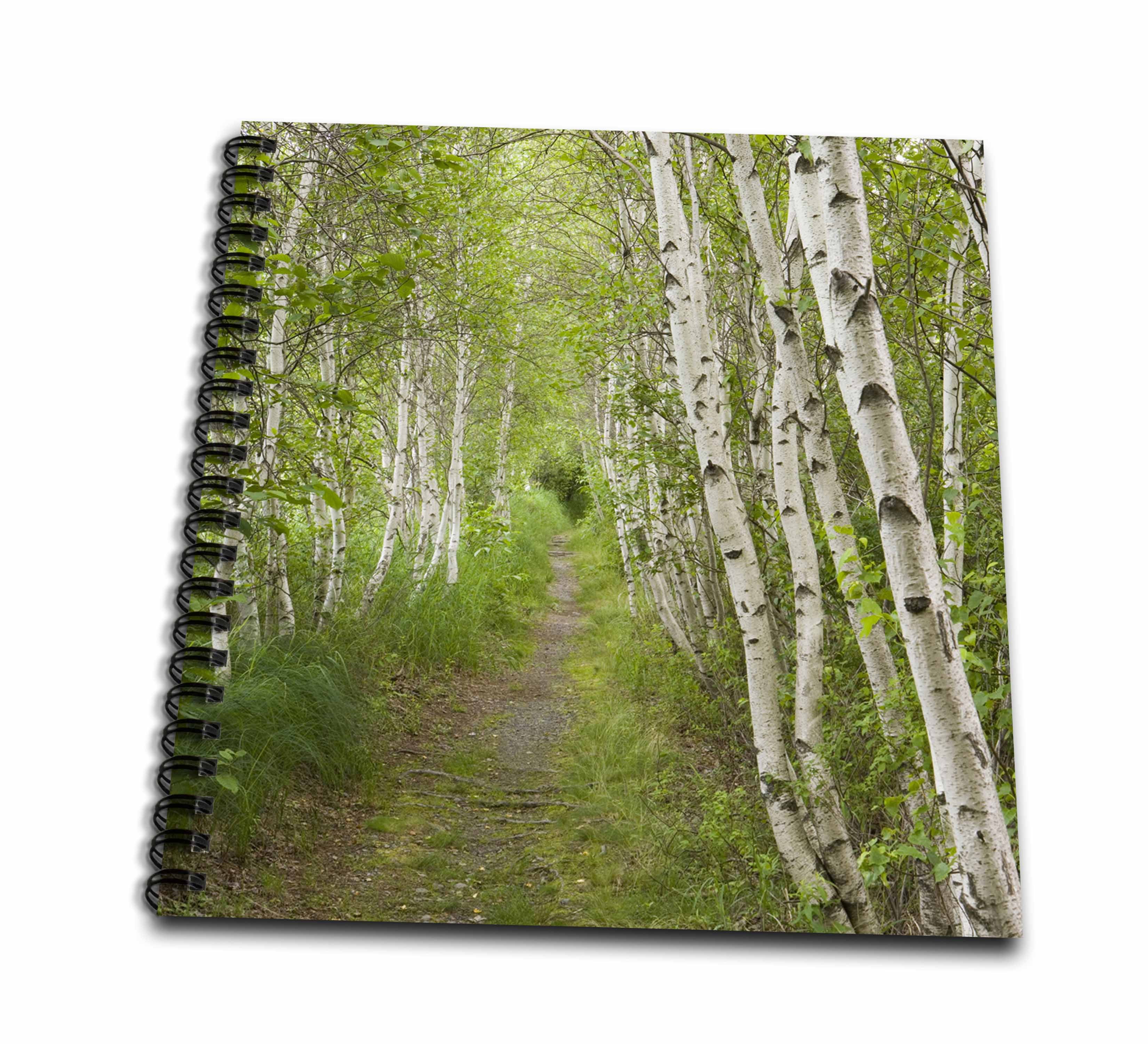 3dRose, Paper birch trees, Path, Acadia NP, Maine - US20 JMO0986 - Jerry and Marcy Monkman ...