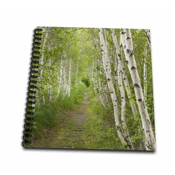 3dRose, Paper birch trees, Path, Acadia NP, Maine - US20 JMO0986 ...