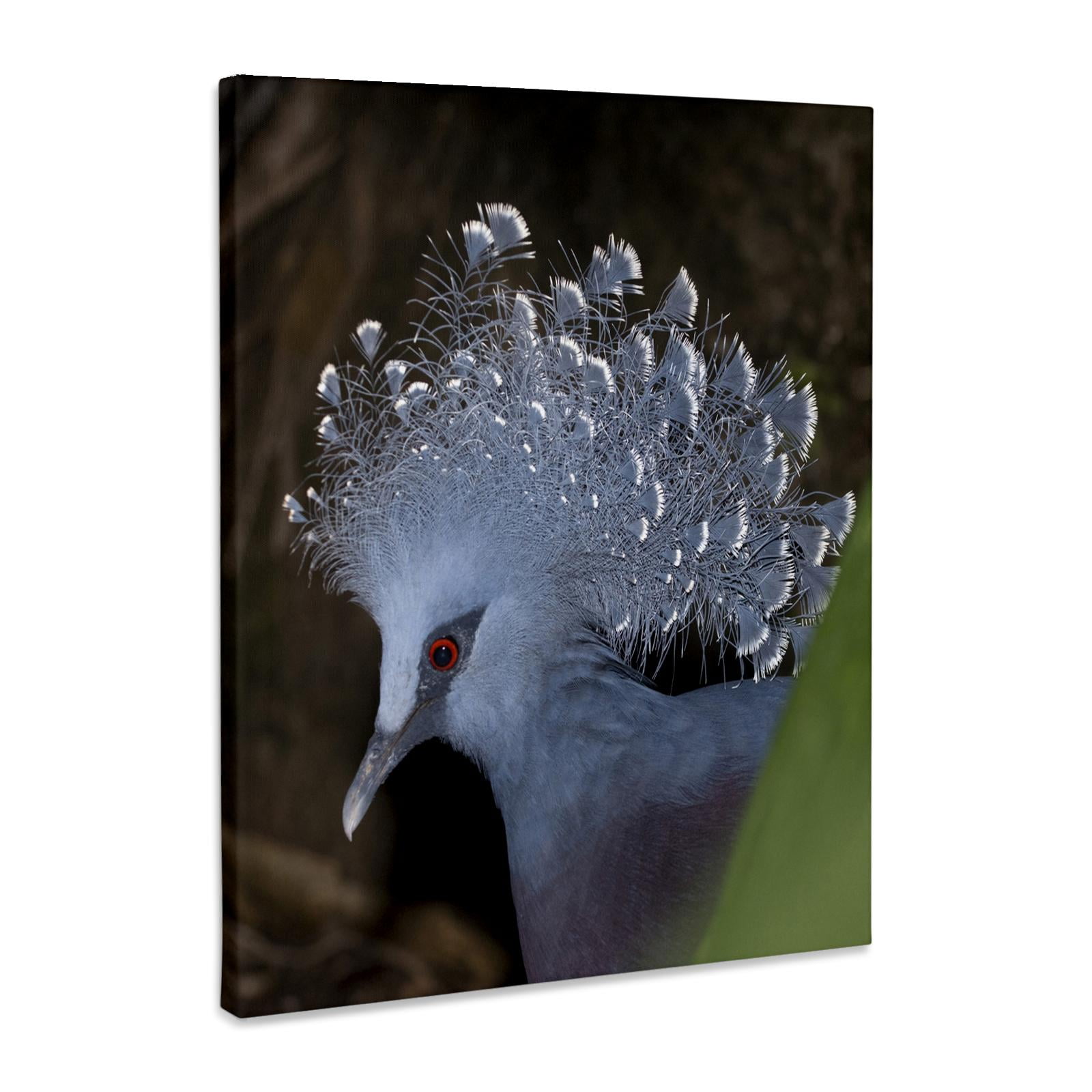 3dRose, Papua New Guinea, Victoria Crowned Pigeon, bird - OC12 BFR0036 ...