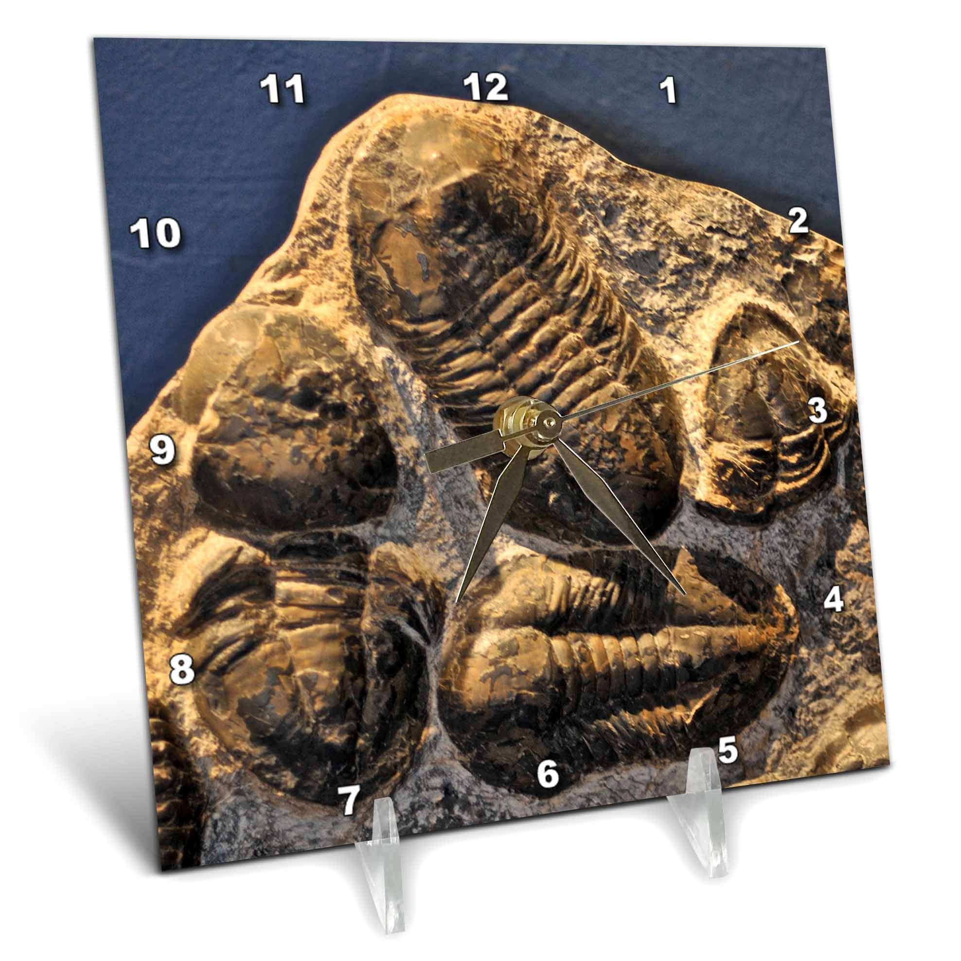 3dRose, Phacopidae trilobites from the devonic in Morrocco, 6x6 Desk ...