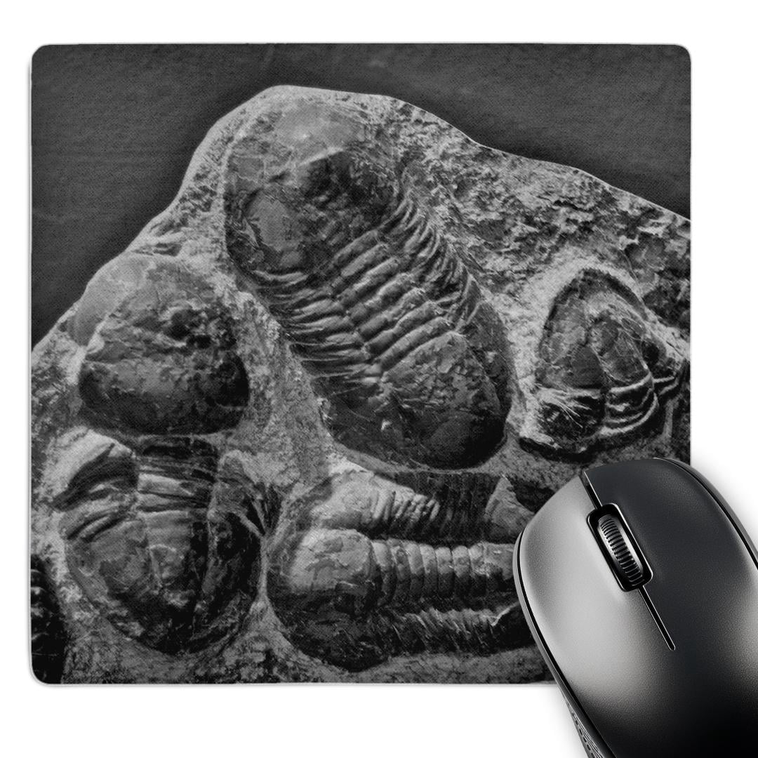 3dRose, Phacopidae trilobites from the devonic in Morrocco, MousePad ...